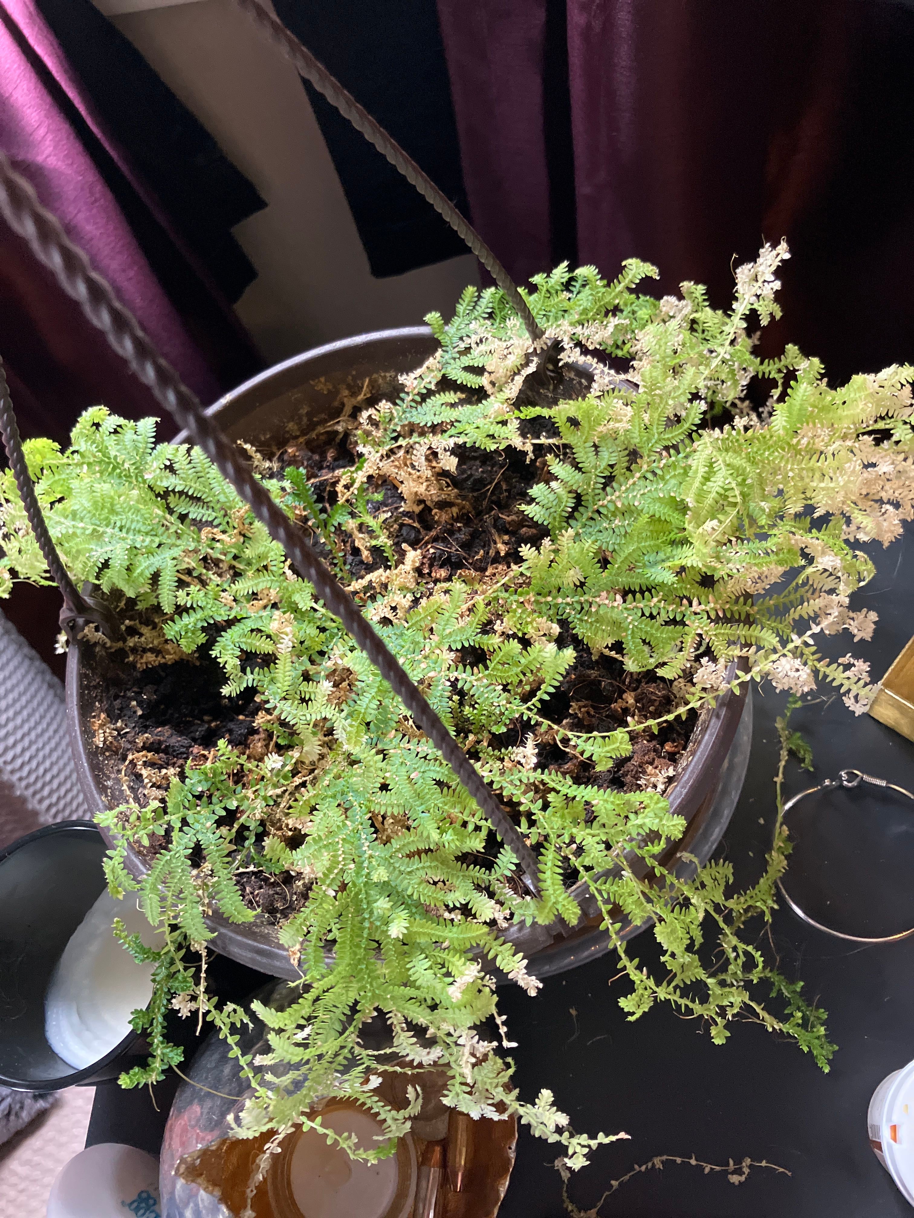 🔍 Common Moss Plant Problems and Solutions