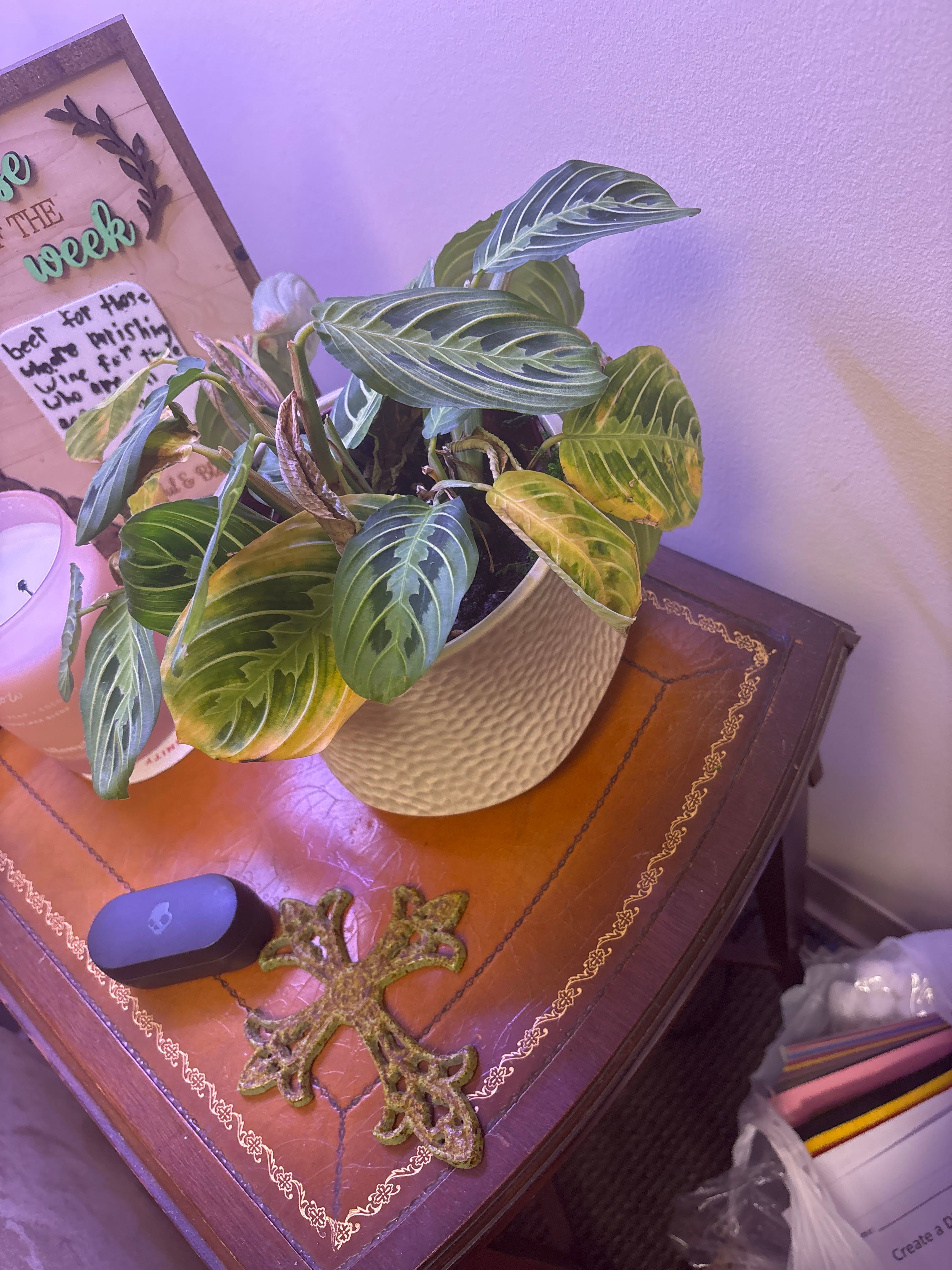 Giant Maranta Plant Care: Water, Light, Nutrients | Greg App 🌱