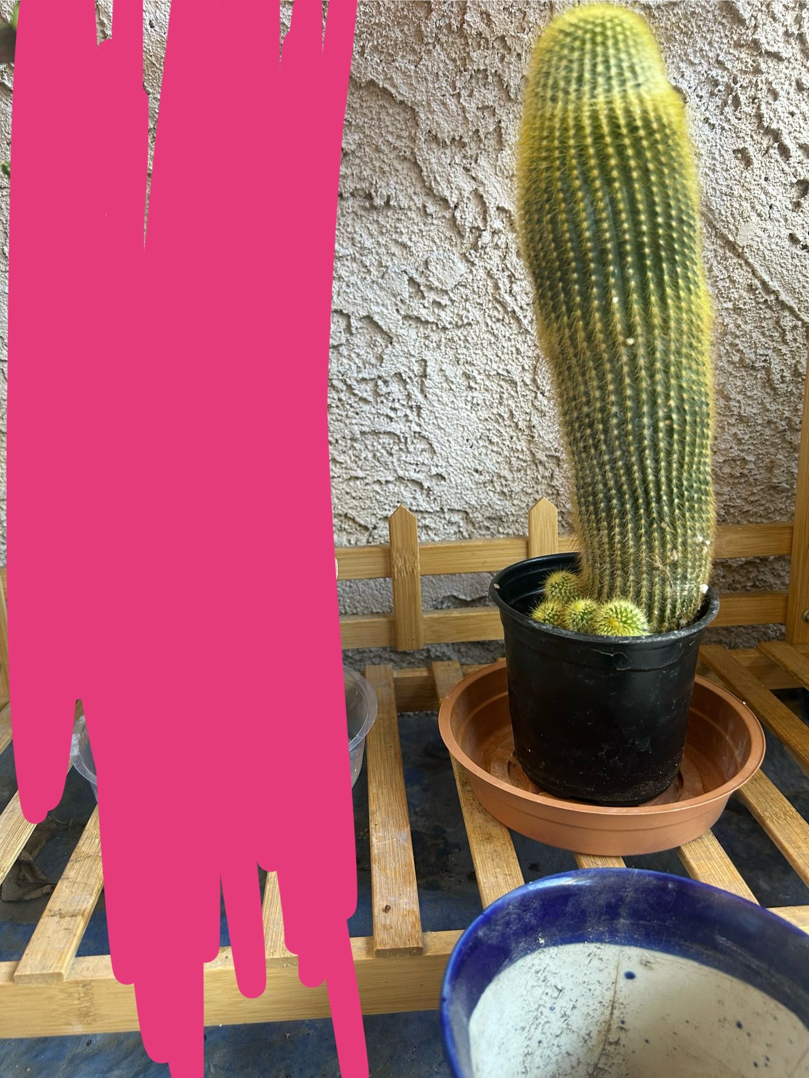 The Complete Penis Cactus Plant Care Guide: Water, Light & Beyond