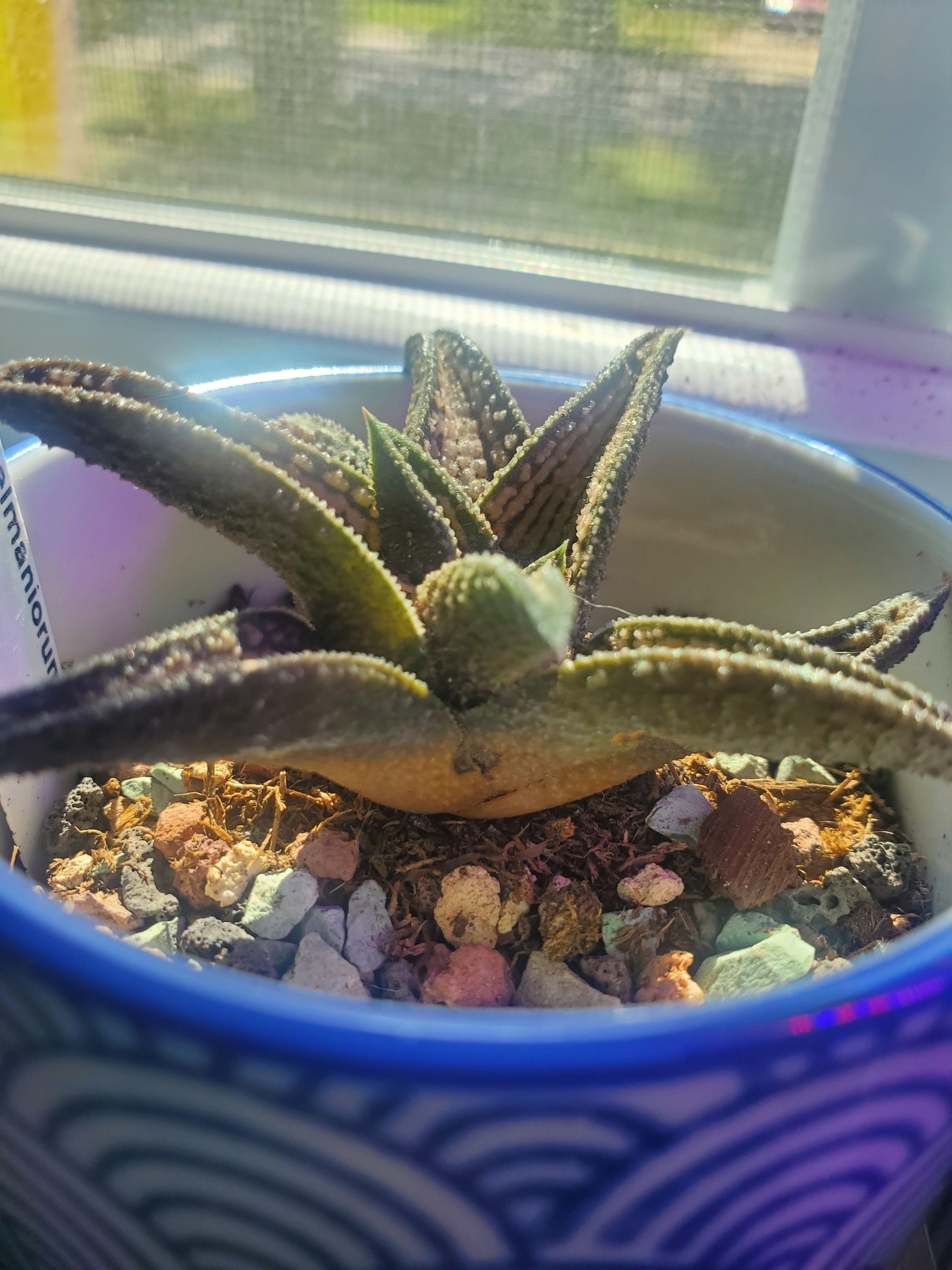 How to Care for Variegated Zebra Plant: Mastering Water, Sunlight & More