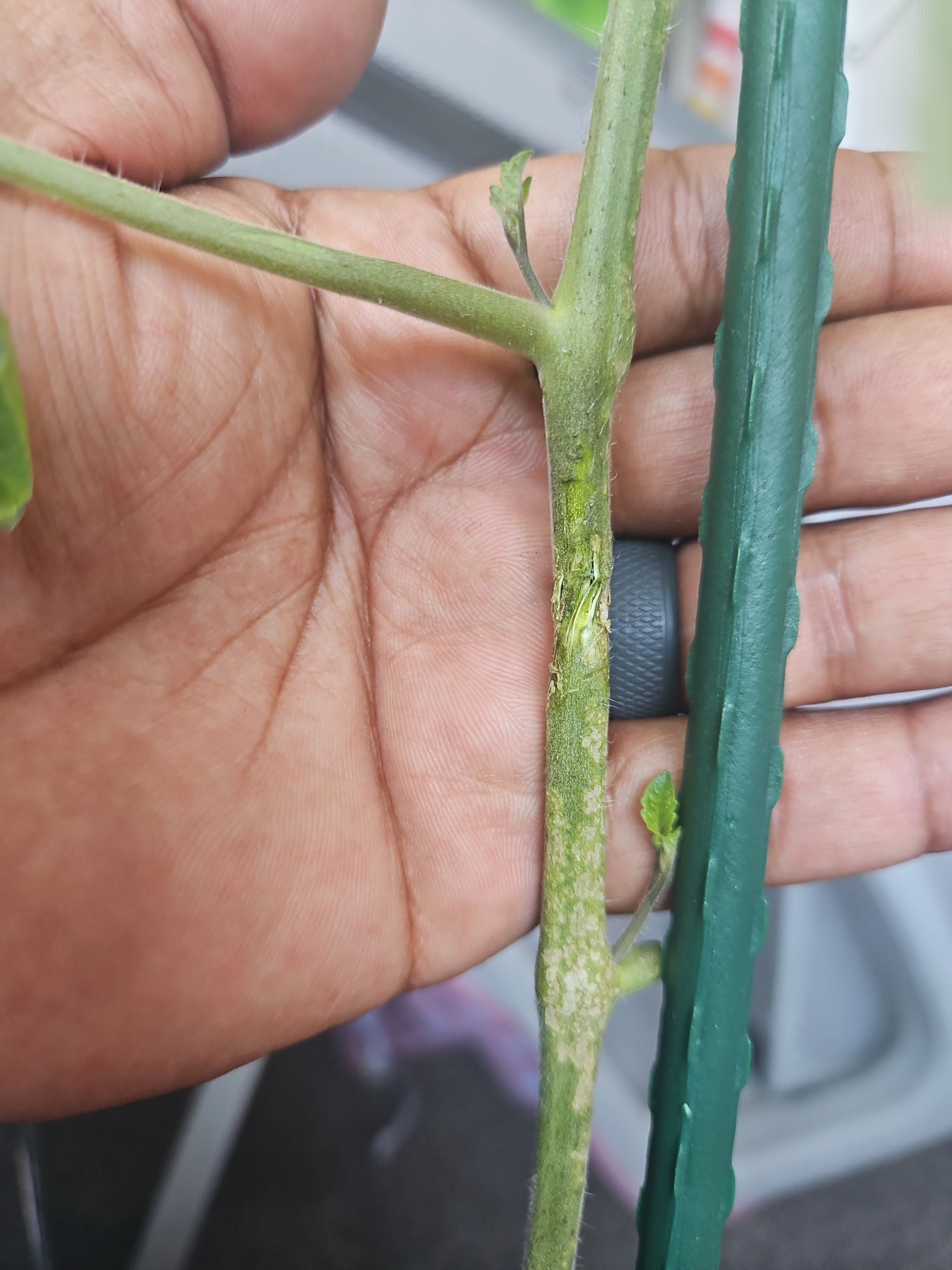 🍅 How Much Humidity Does My Tomato Plant Need?