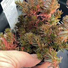 How to Care for Sedum polytrichoides 'Chocolate Ball': Mastering Water ...