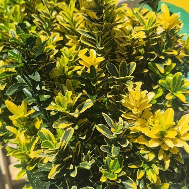 Variegated Boxleaf Euonymus Plant Care: Water, Light, Nutrients | Greg ...