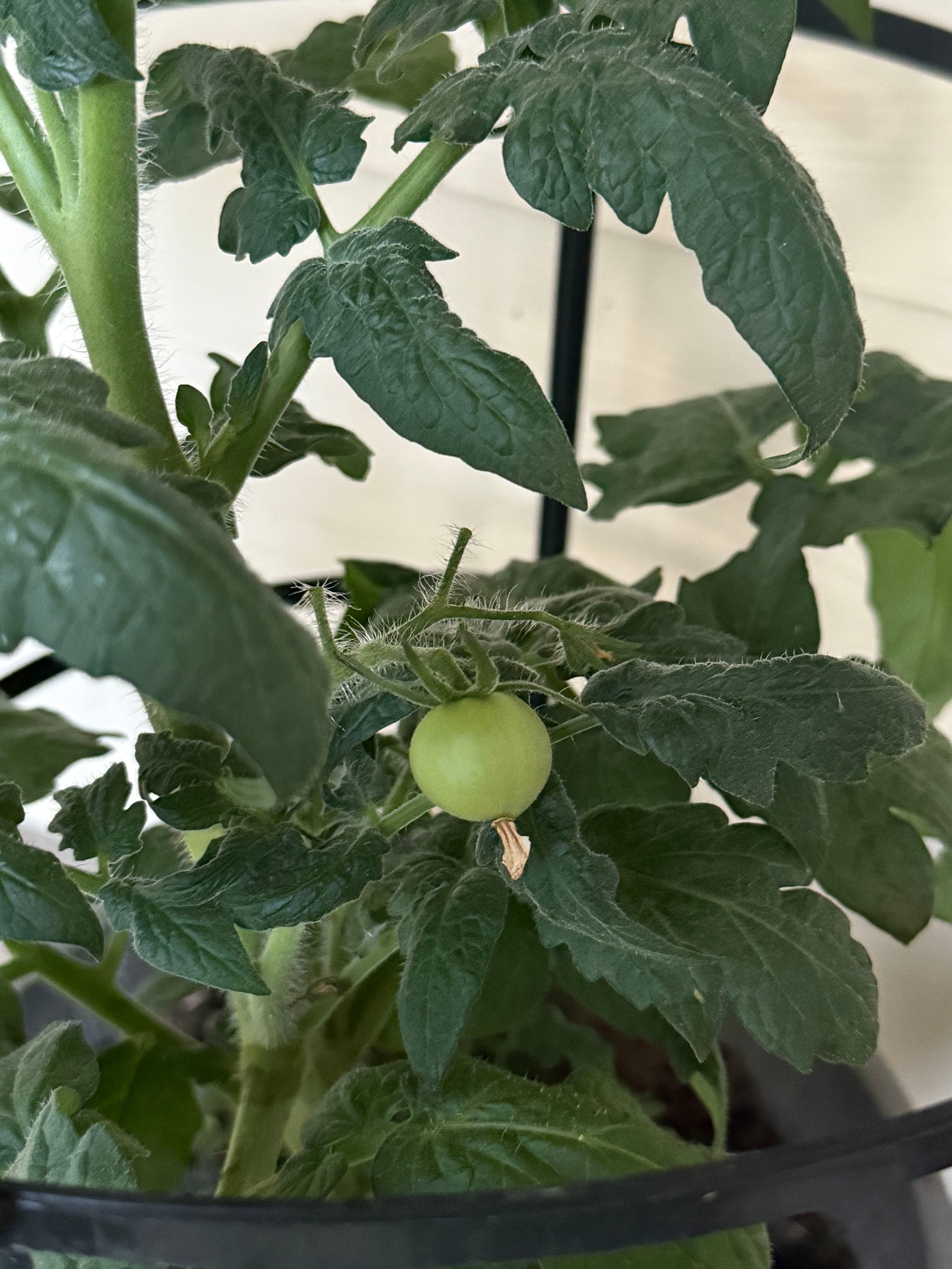 🍅 How Much Humidity Does My Tomato Plant Need?