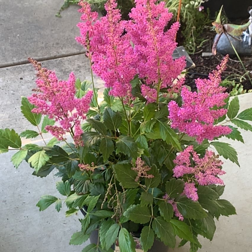 Astilbe rivularis: How Much Water & Light Does it Need to Thrive?