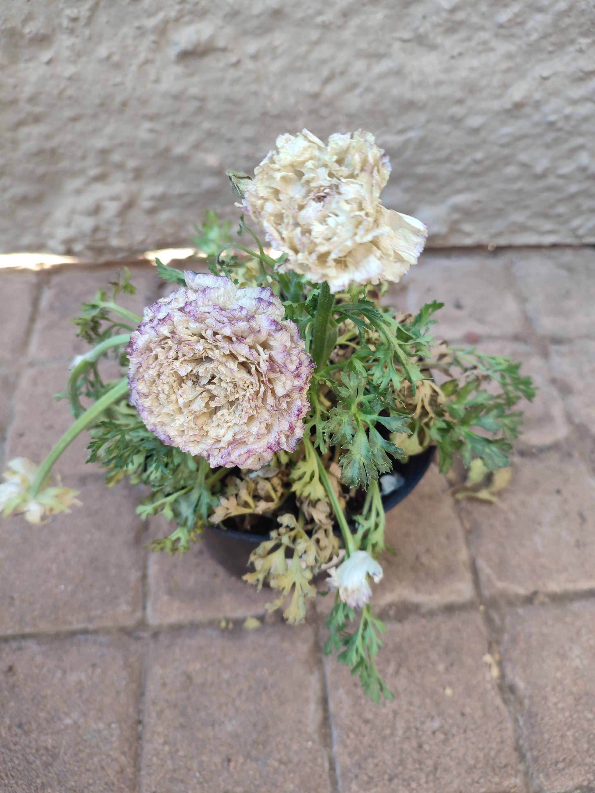 🌼 Why Ranunculus is Considered Invasive