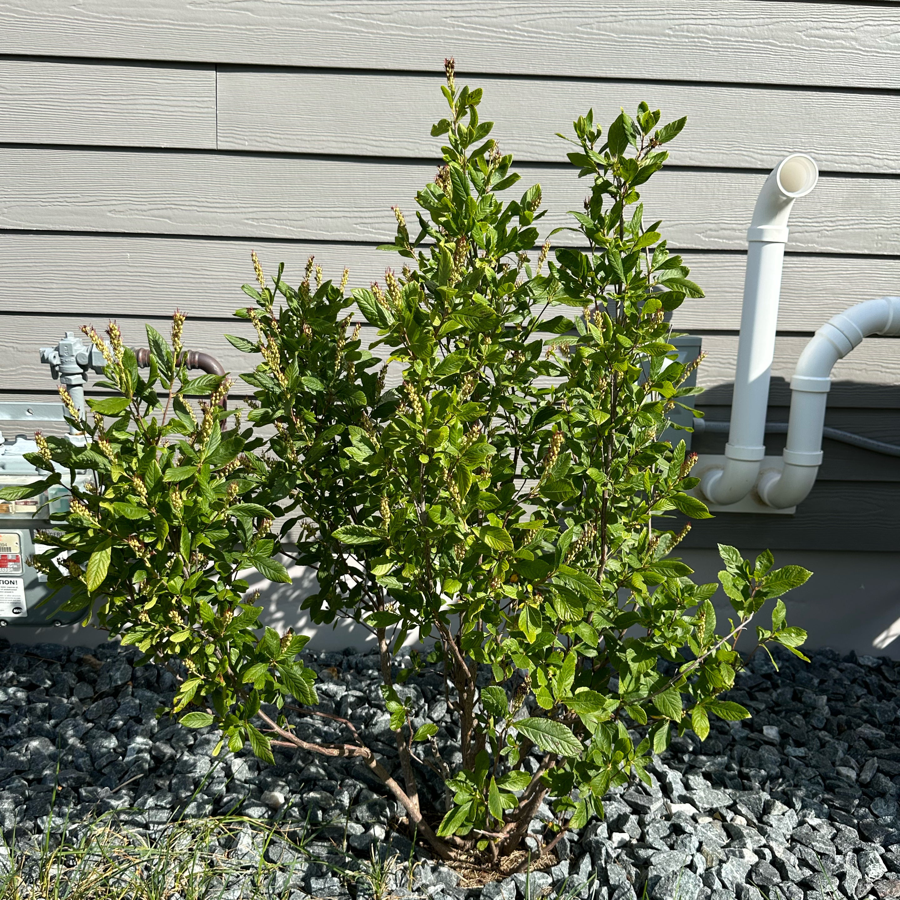 How to Care for Ruby Spice Summersweet: Mastering Water, Sunlight & More