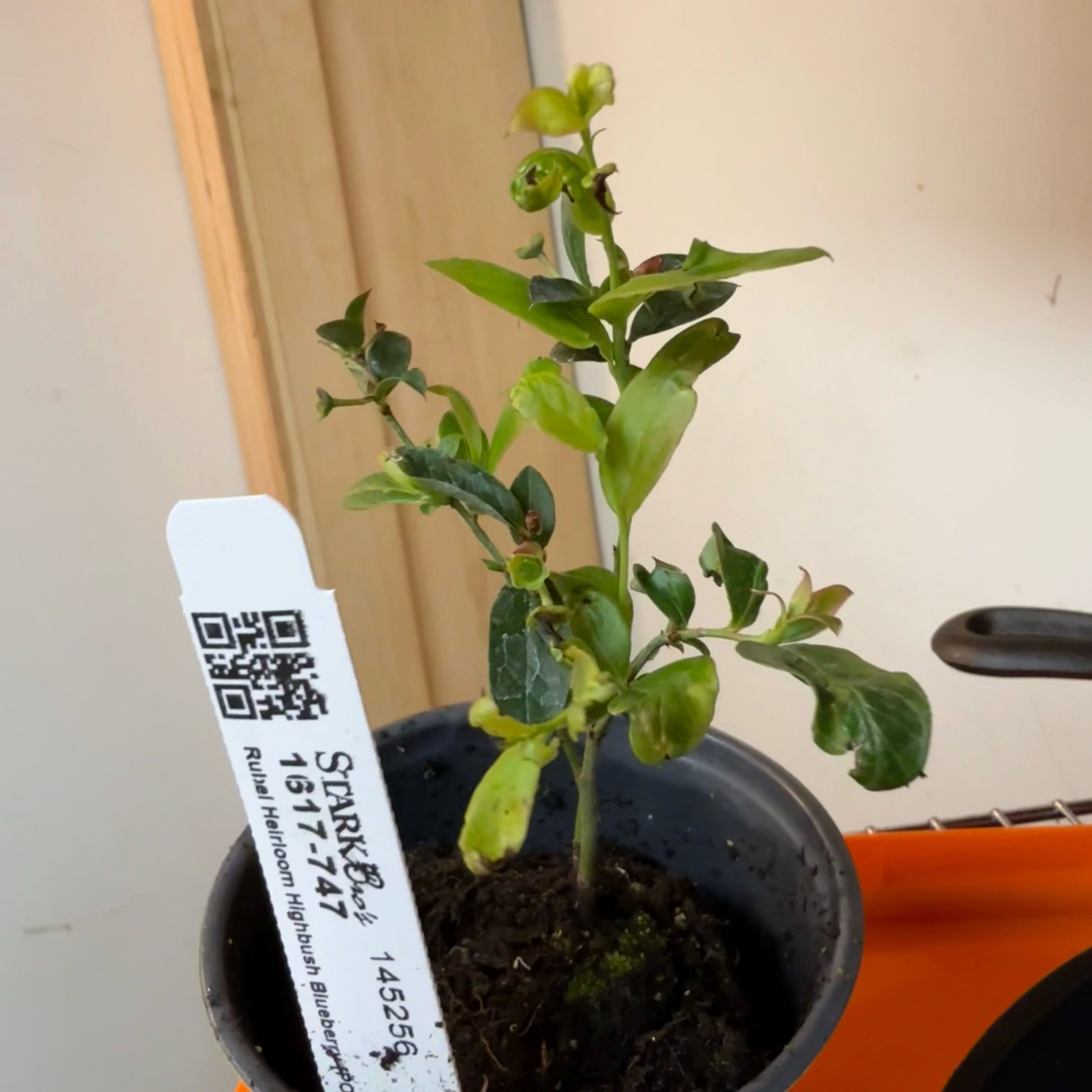 Keep Your Rubel Blueberry Alive: Light, Water & Care Instructions