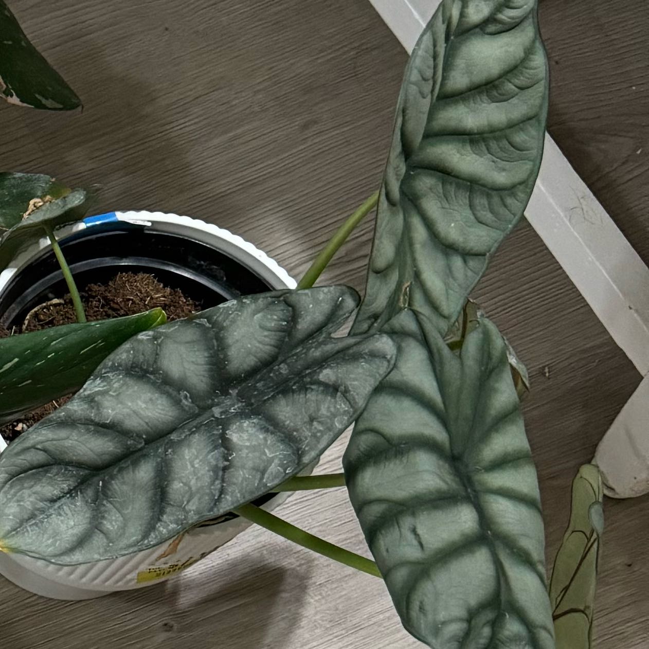 Sygael | A plant by @BuffScarletsage on Greg