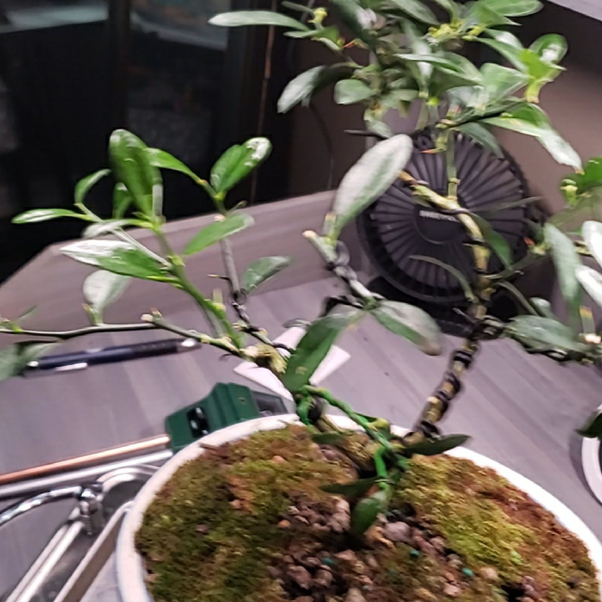 Kinzu Orange Plant Care: Water, Light, Nutrients | Greg App 🌱