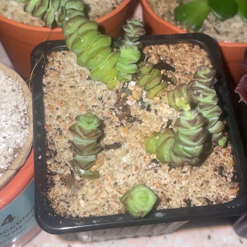 Kesha | A plant by @raysplants on Greg