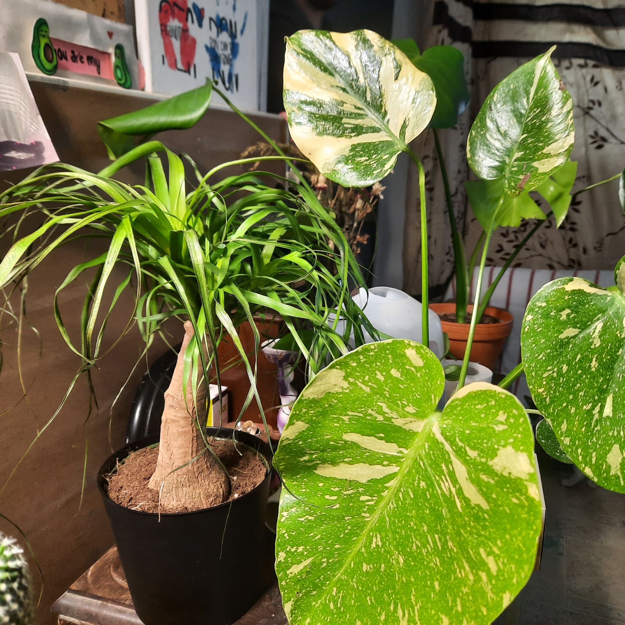 Curly Ponytail Palm Care 101: Water, Light & Growing Tips