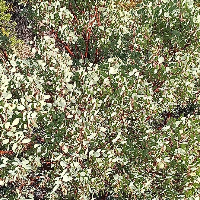 Red Osier: How Much Water & Light Does it Need to Thrive?