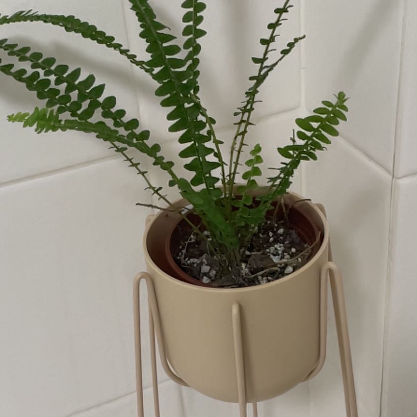 Assorted Nephrolepis Ferns Plant Care: Water, Light, Nutrients | Greg App 🌱