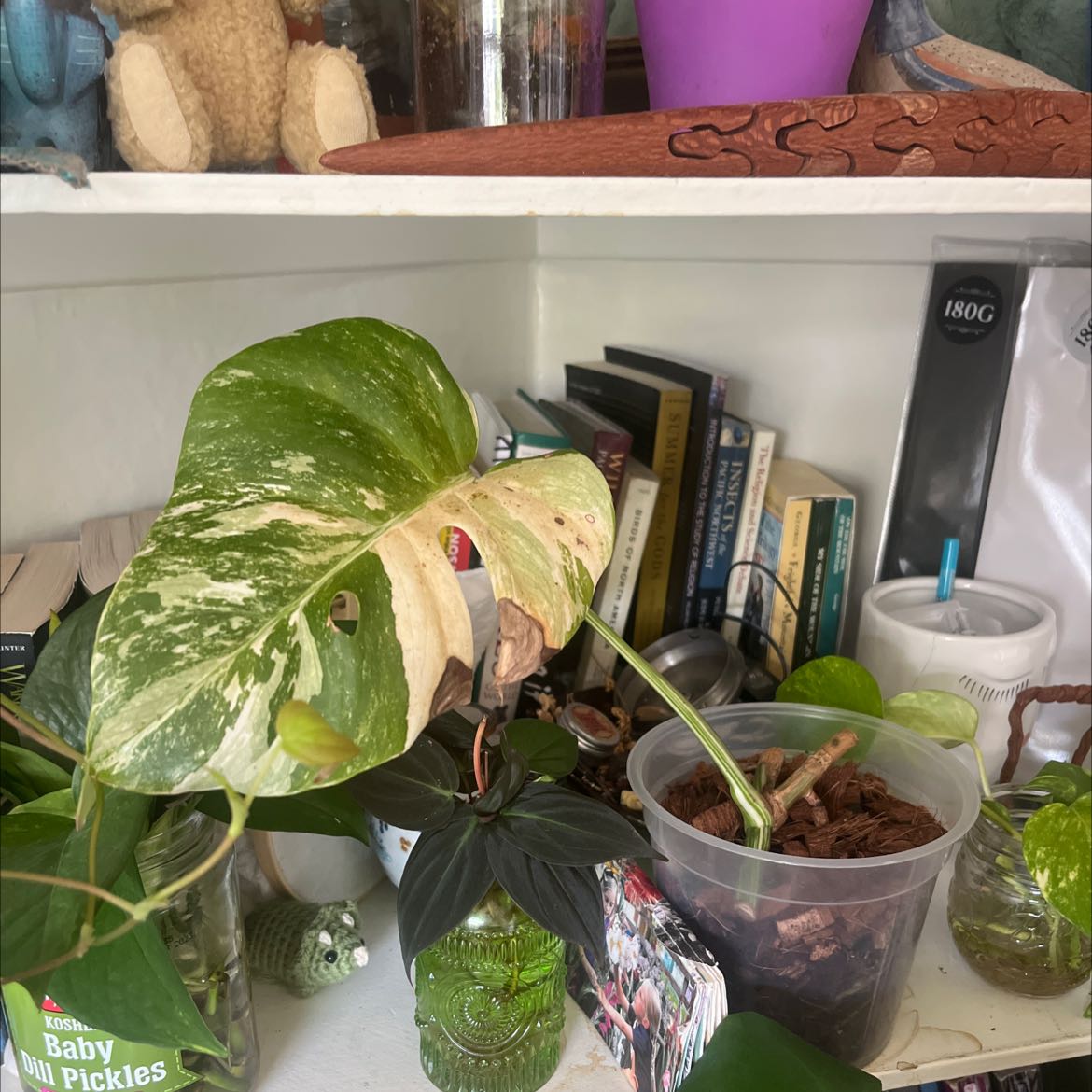 ⚠️ What Do I Do About Monstera 'Albo' Root Rot?