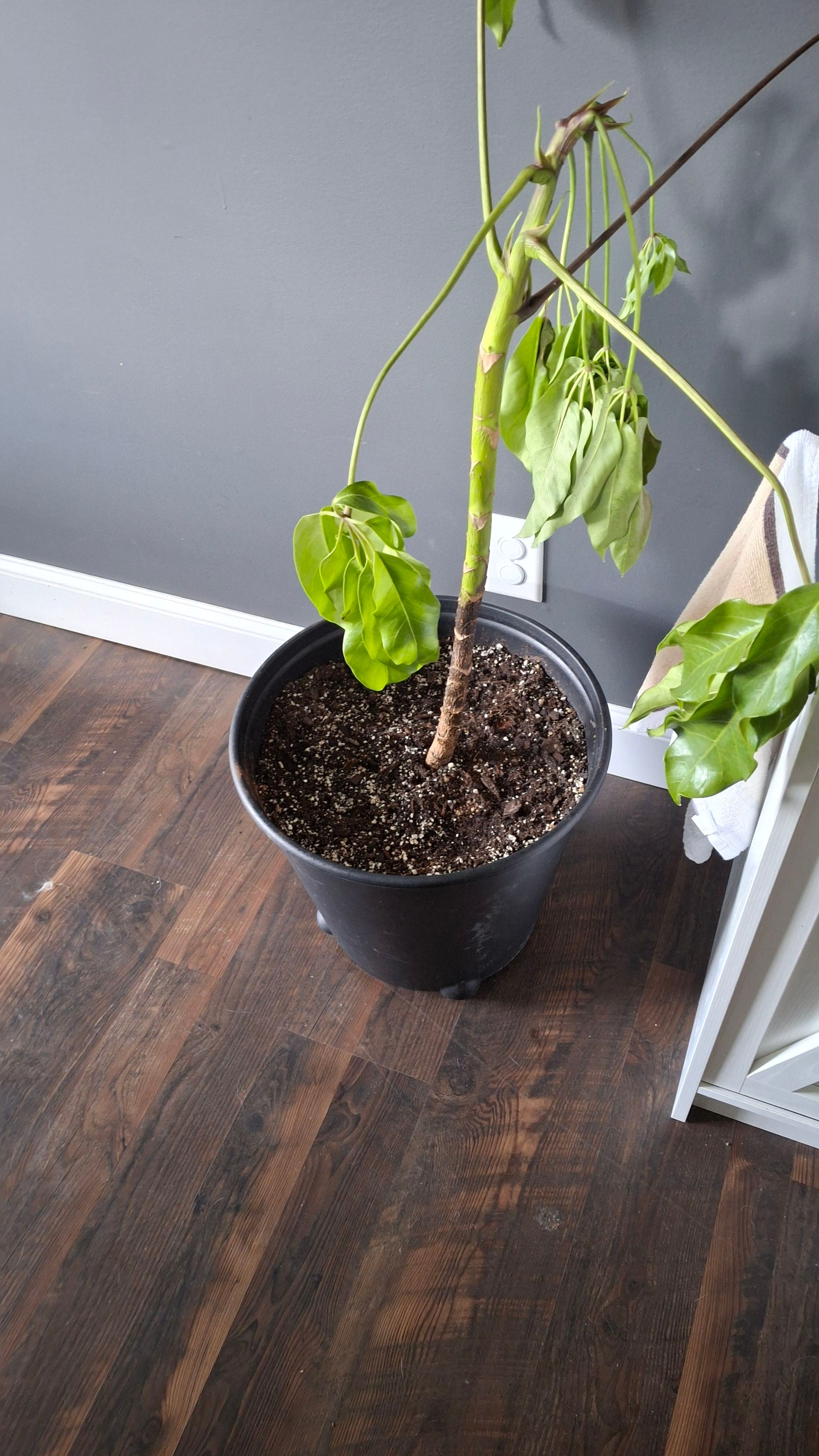 💡 Ultimate Guide to Solving Schefflera Problems