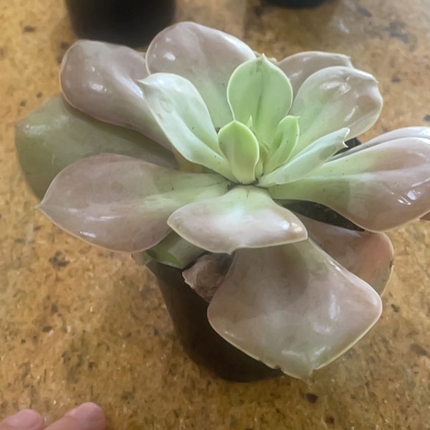 Echeveria Xanthe Rose: How Much Water & Light Does it Need to Thrive?