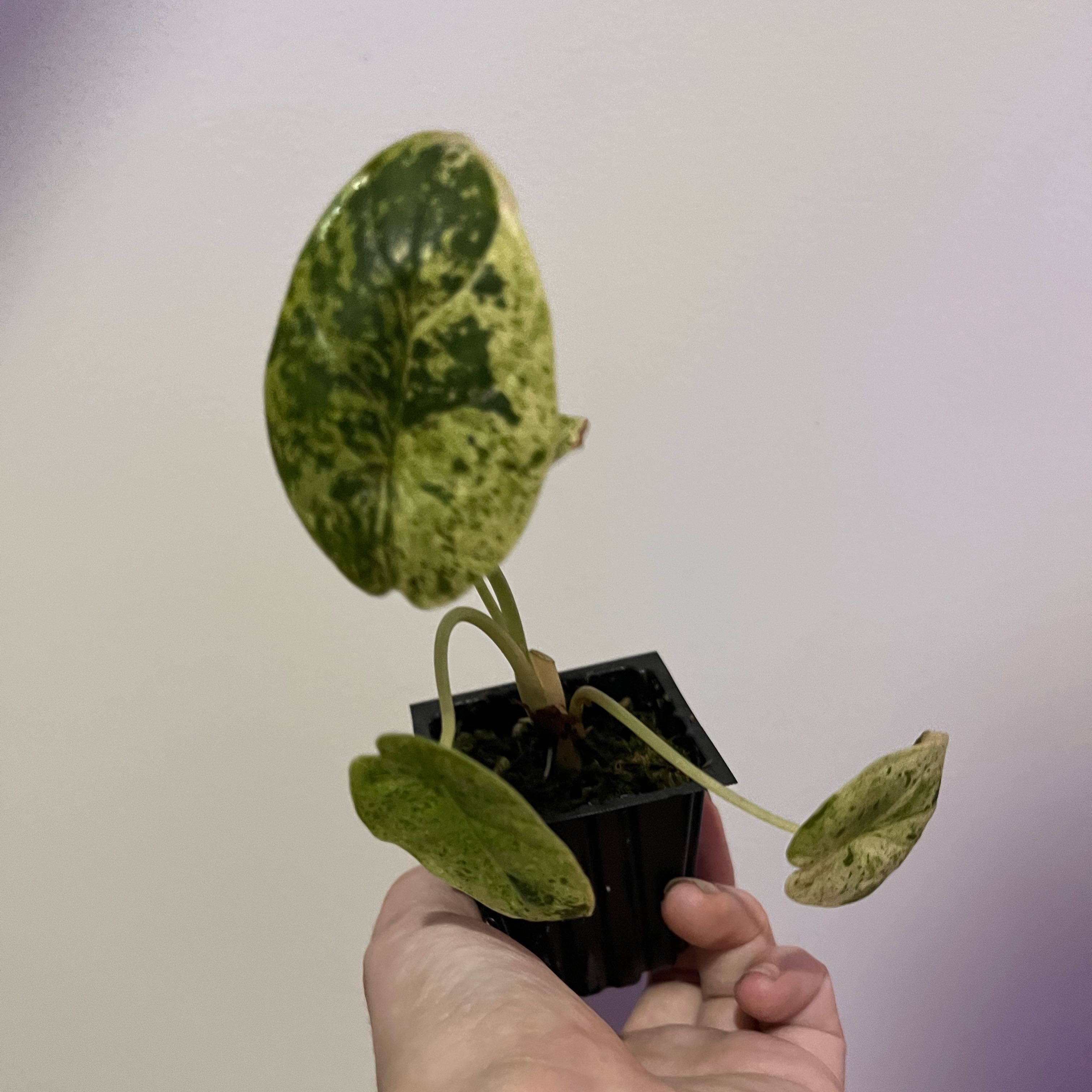 Var Dragon Scale Plant Care: Water, Light, Nutrients | Greg App 🌱