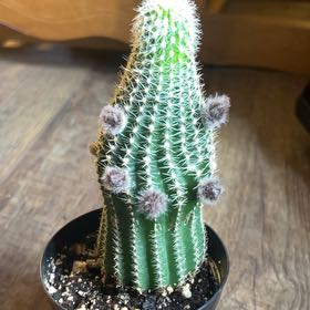 The Complete Comet Cactus Plant Care Guide: Water, Light & Beyond