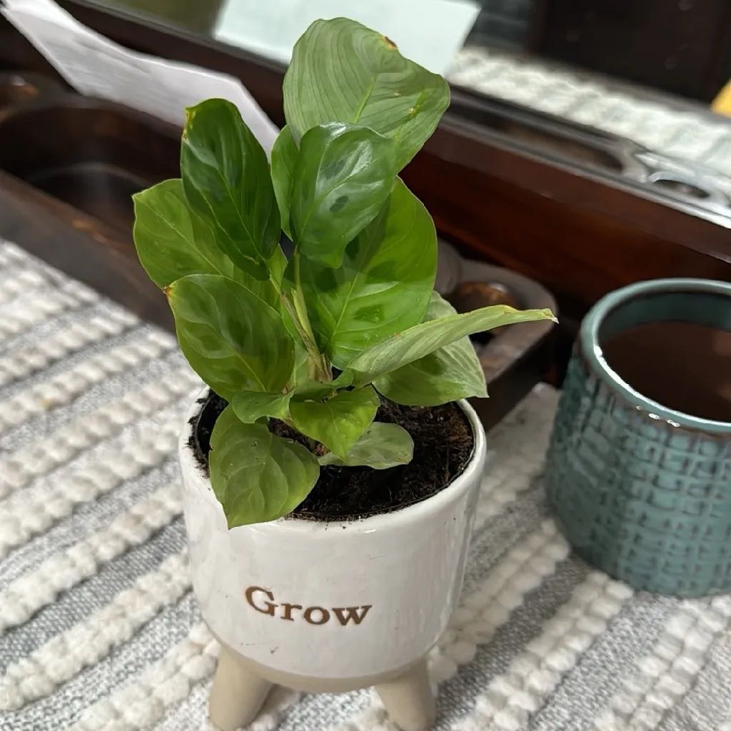 Curie | A plant by @ChosenJadeplant on Greg