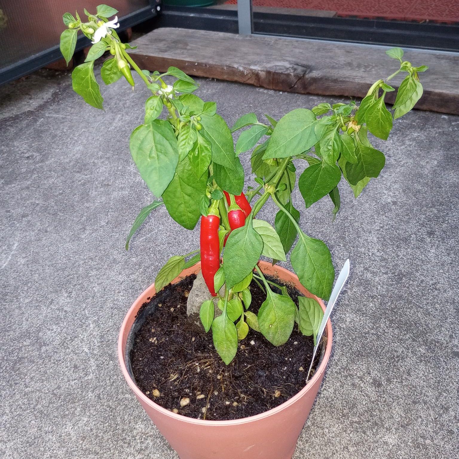 Fajita Pepper Plant Care: Water, Light, Nutrients | Greg App 🌱