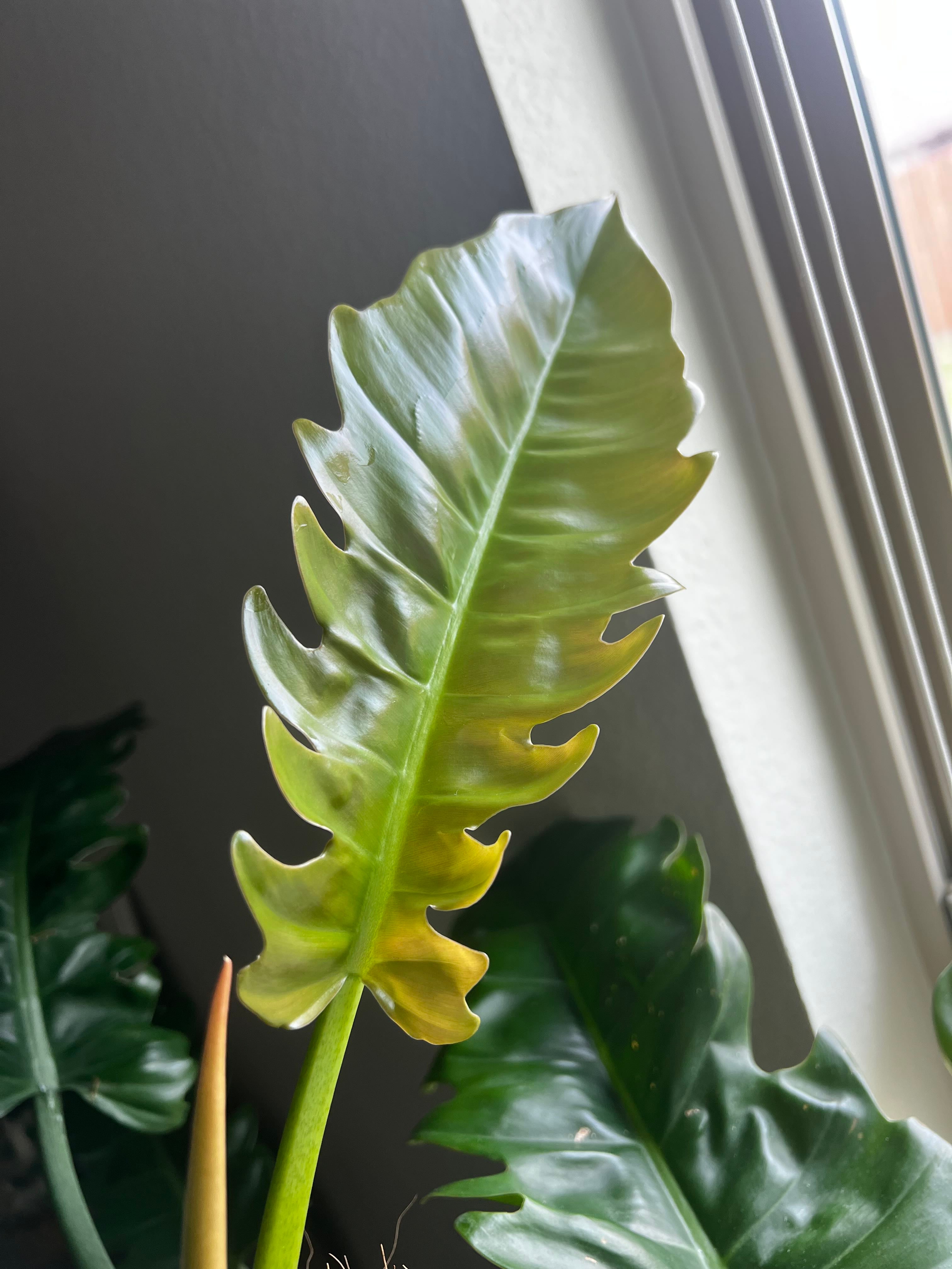 The Complete Rudolph Philodendron Plant Care Guide: Water, Light & Beyond