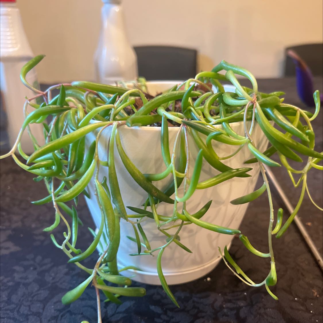 Choosing Fertilizer For My String of Pickles