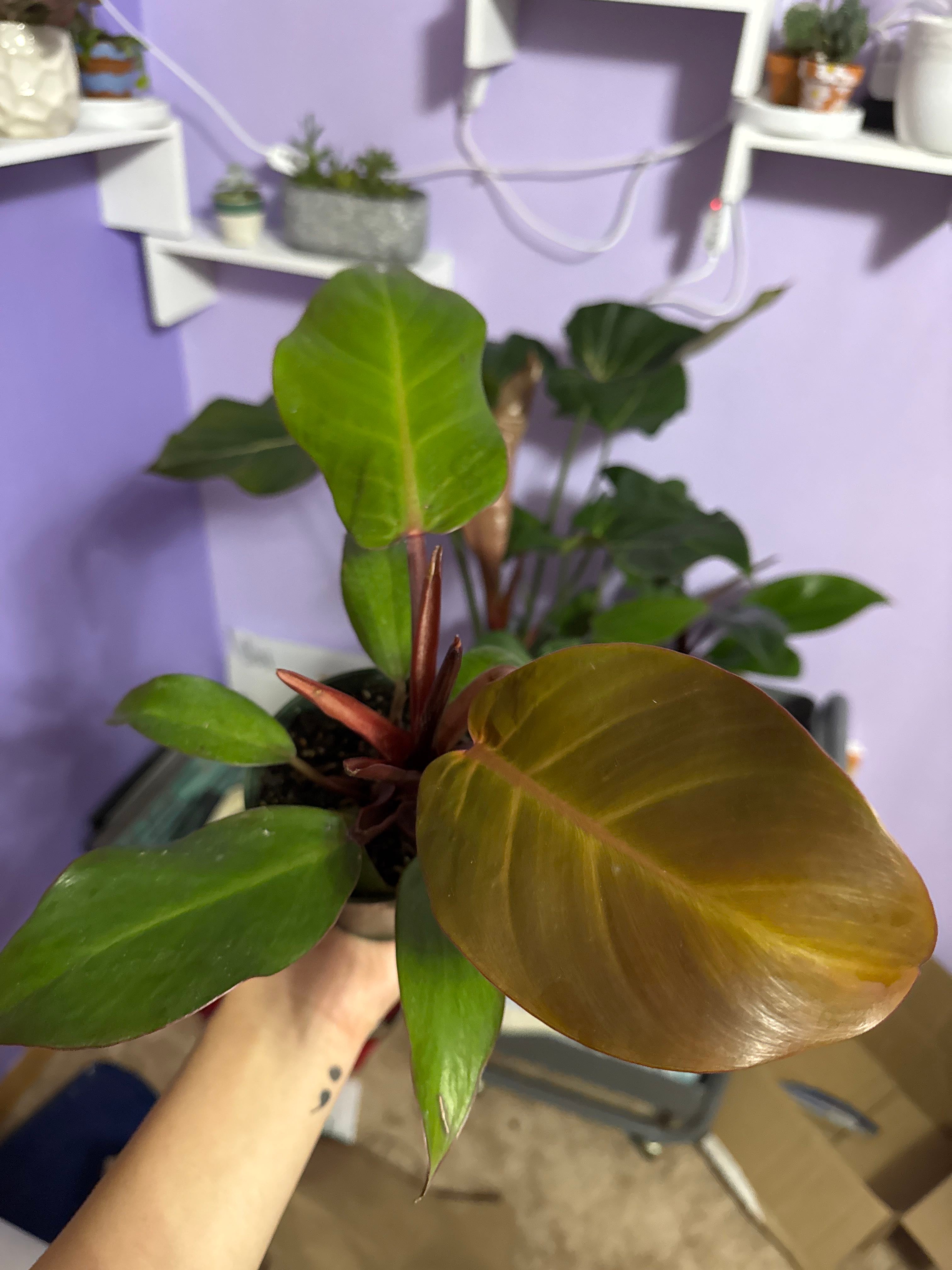 4 Secret Philodendron 'Green Fat Boy' Landscaping Tricks 🗝️