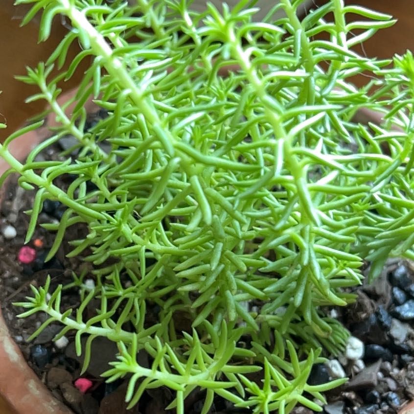 The Complete Sedum rupestre 'Angelina' Plant Care Guide: Water, Light ...