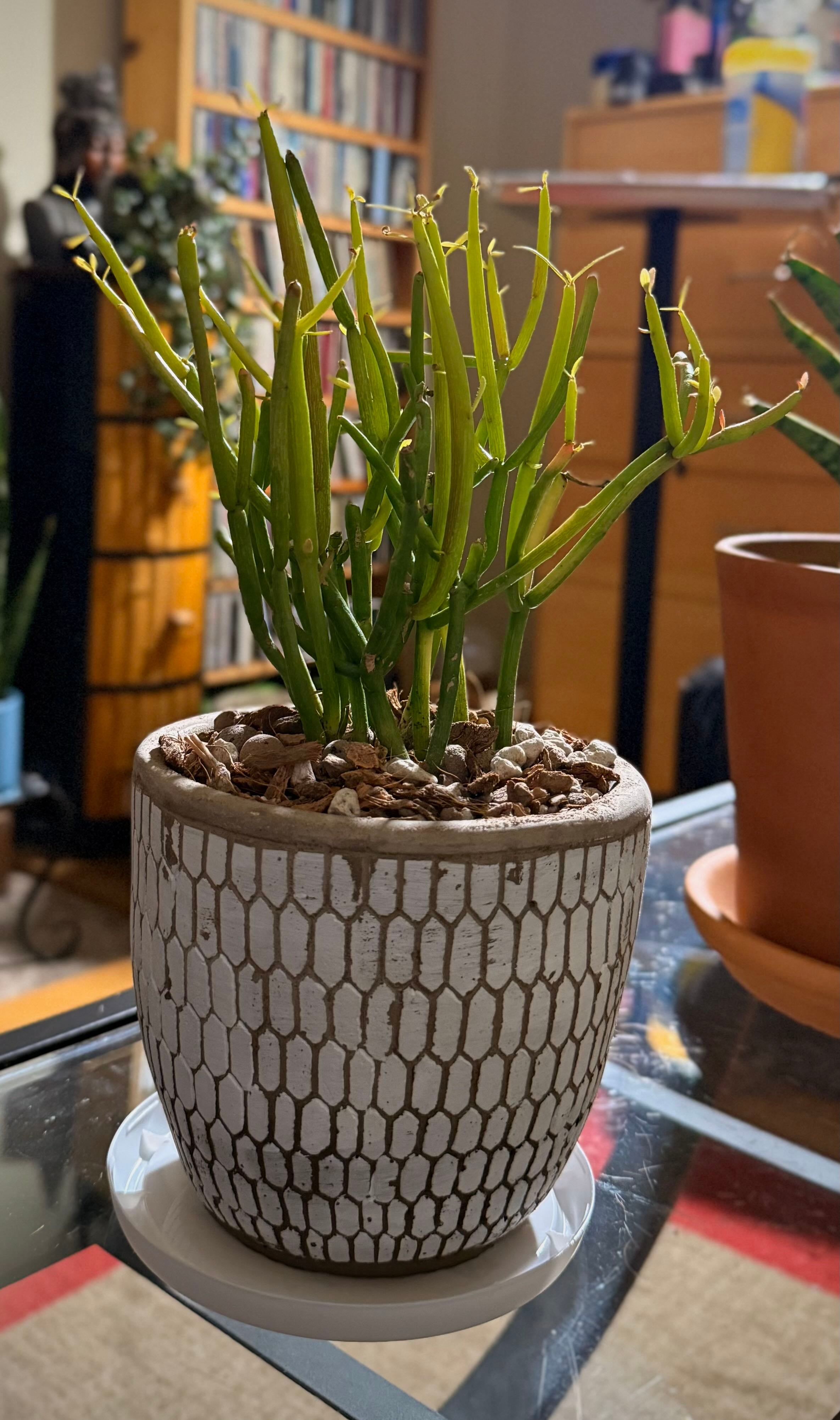 ⚾ 3 Tips for Growing Baseball Plant