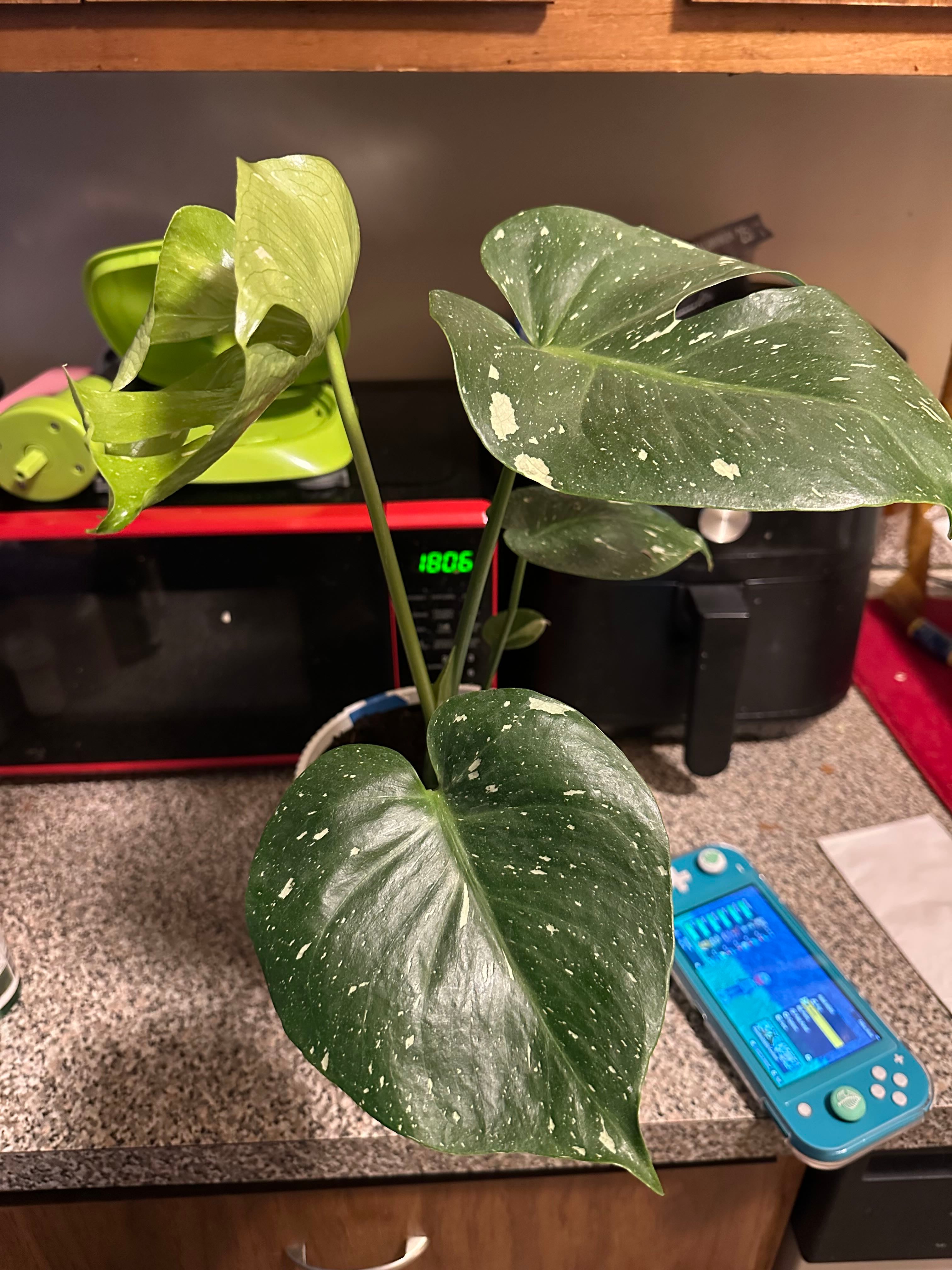 🔍 How to Fix Brown Spots on Your Monstera 'Thai Constellation'