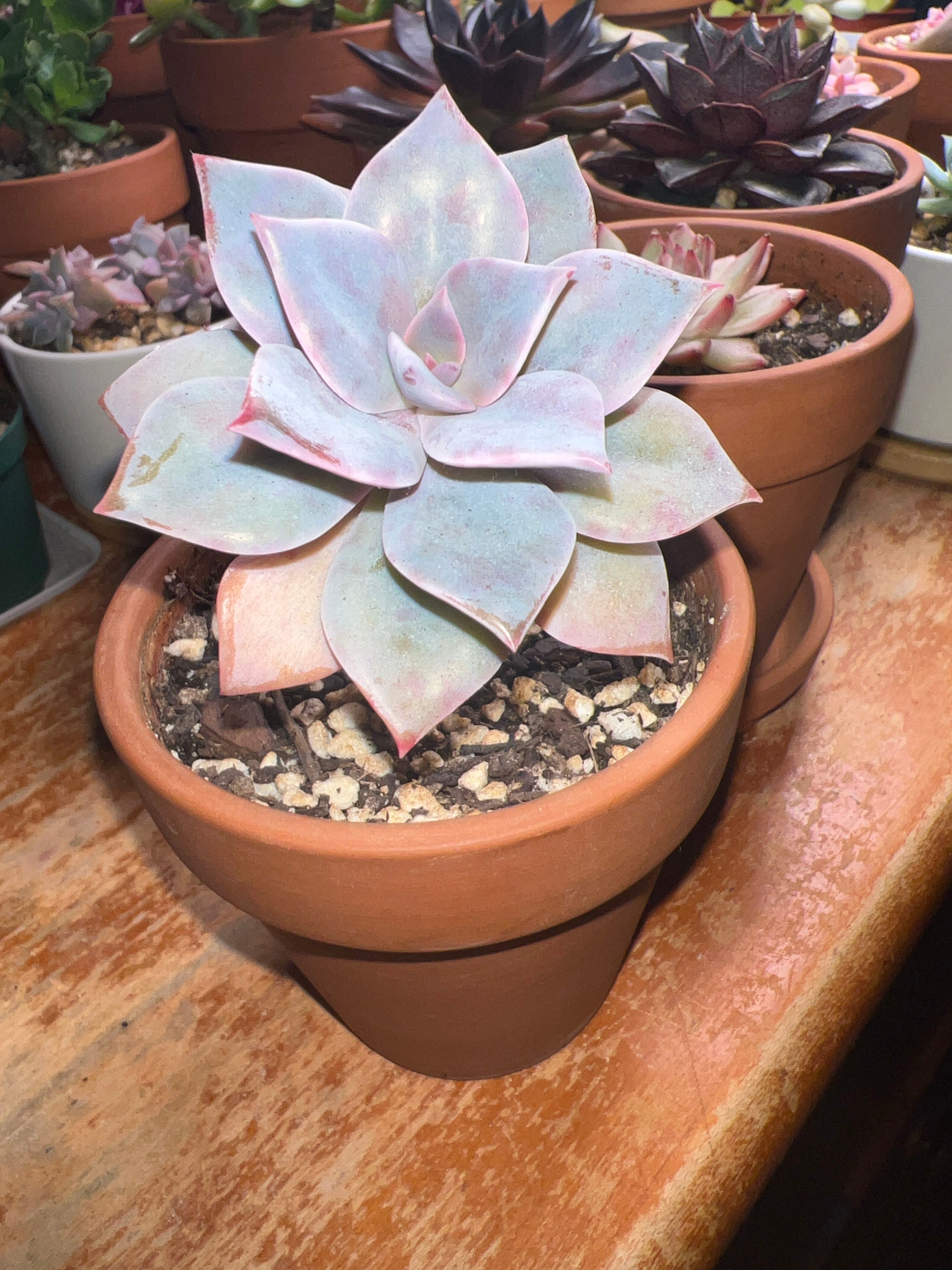 🚨SOS🚨🥲 should I cut the stem and replant ? All the botto...