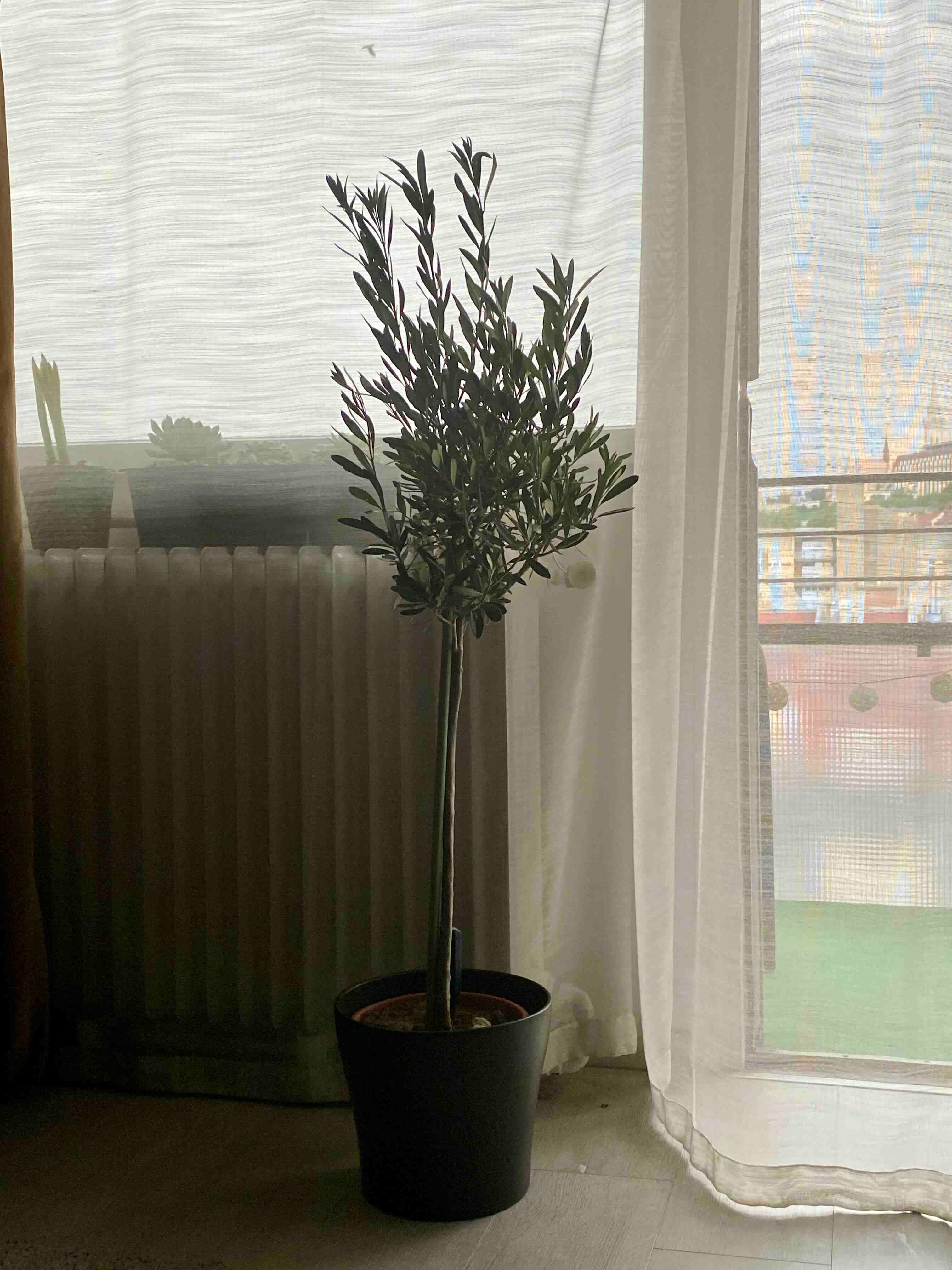 Olive Tree Root Rot Solutions