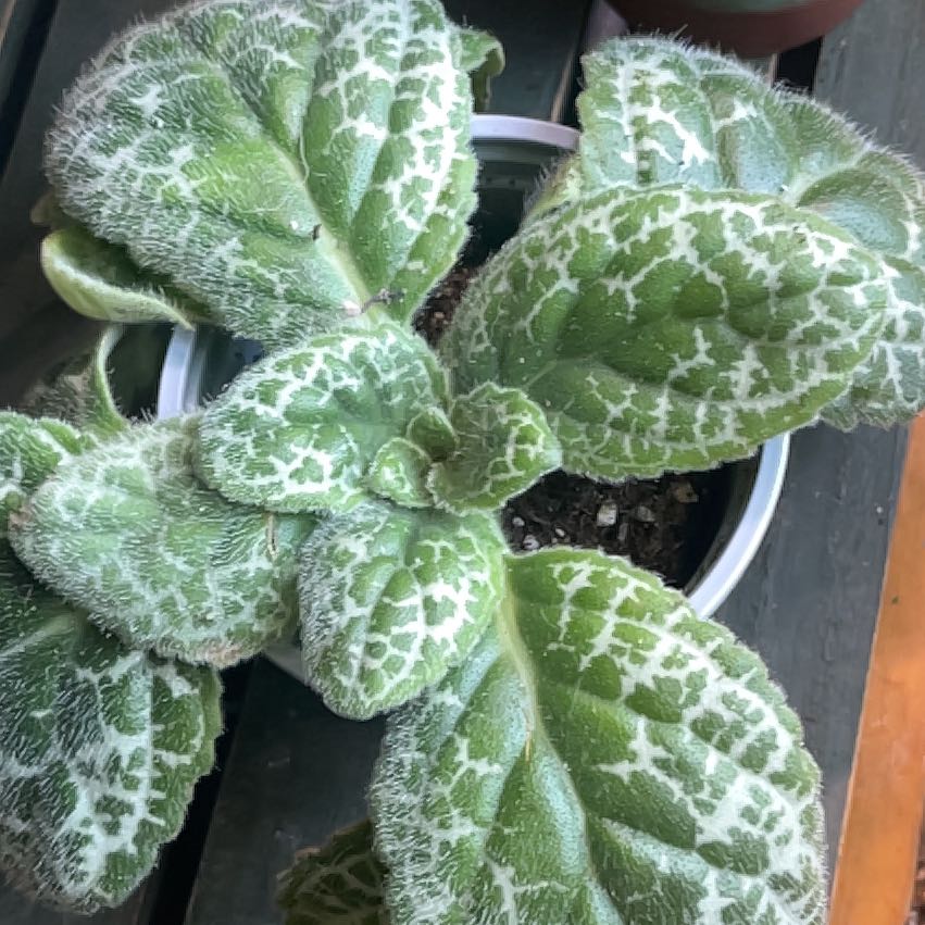 Streptocarpus 'Pretty Turtle' Plant Care: Water, Light, Nutrients ...