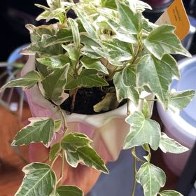 Mini Adam Ivy Care 101: Water, Light & Growing Tips