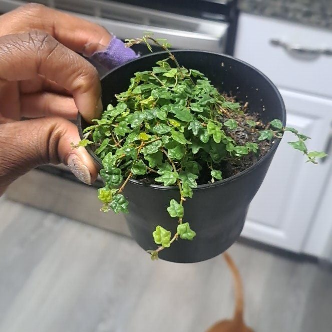 The Complete String of Frogs Plant Care Guide: Water, Light & Beyond