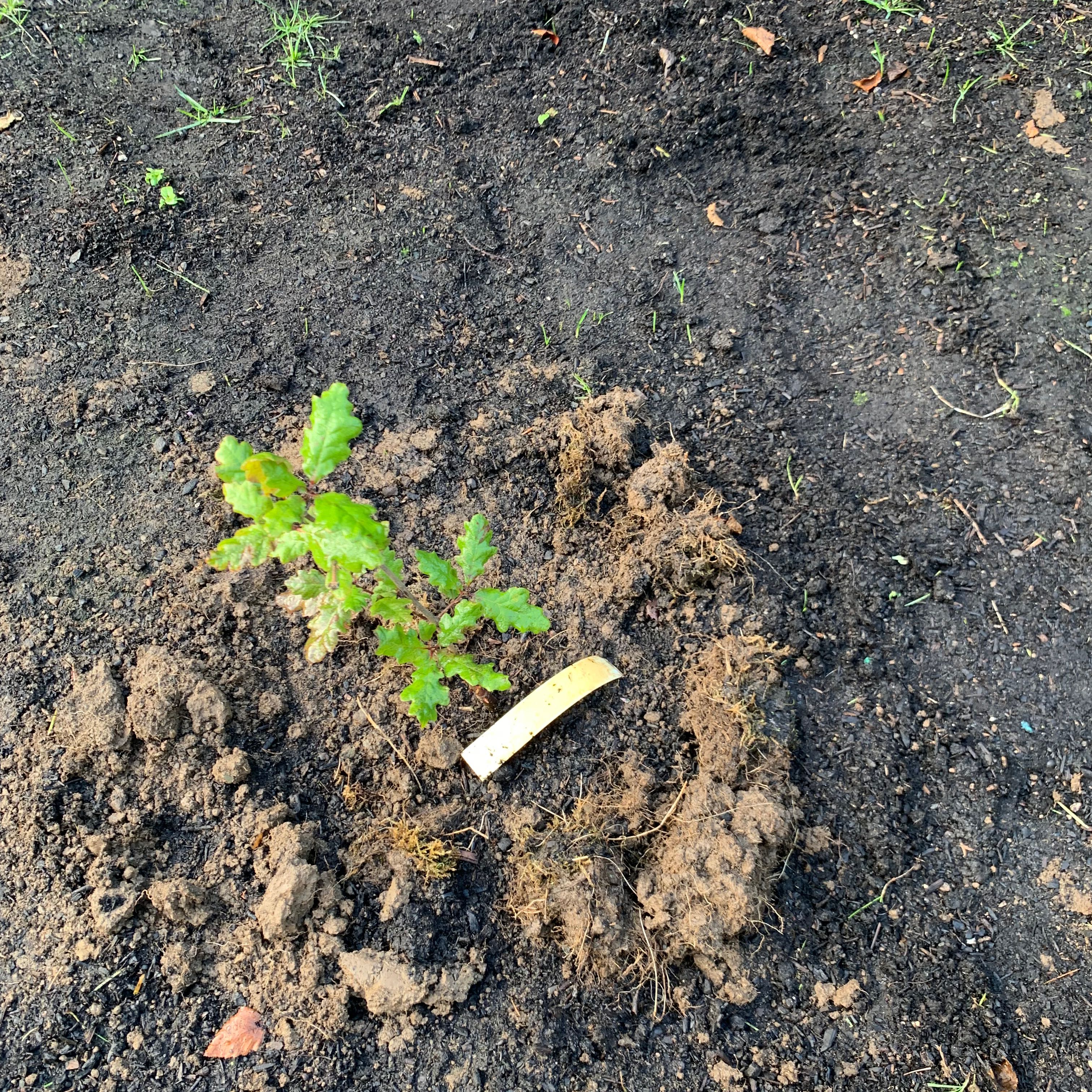 The Complete Oregon White Oak Plant Care Guide: Water, Light & Beyond