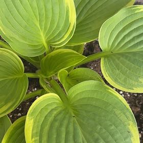 Hosta 'Hope': How Much Water & Light Does it Need to Thrive?