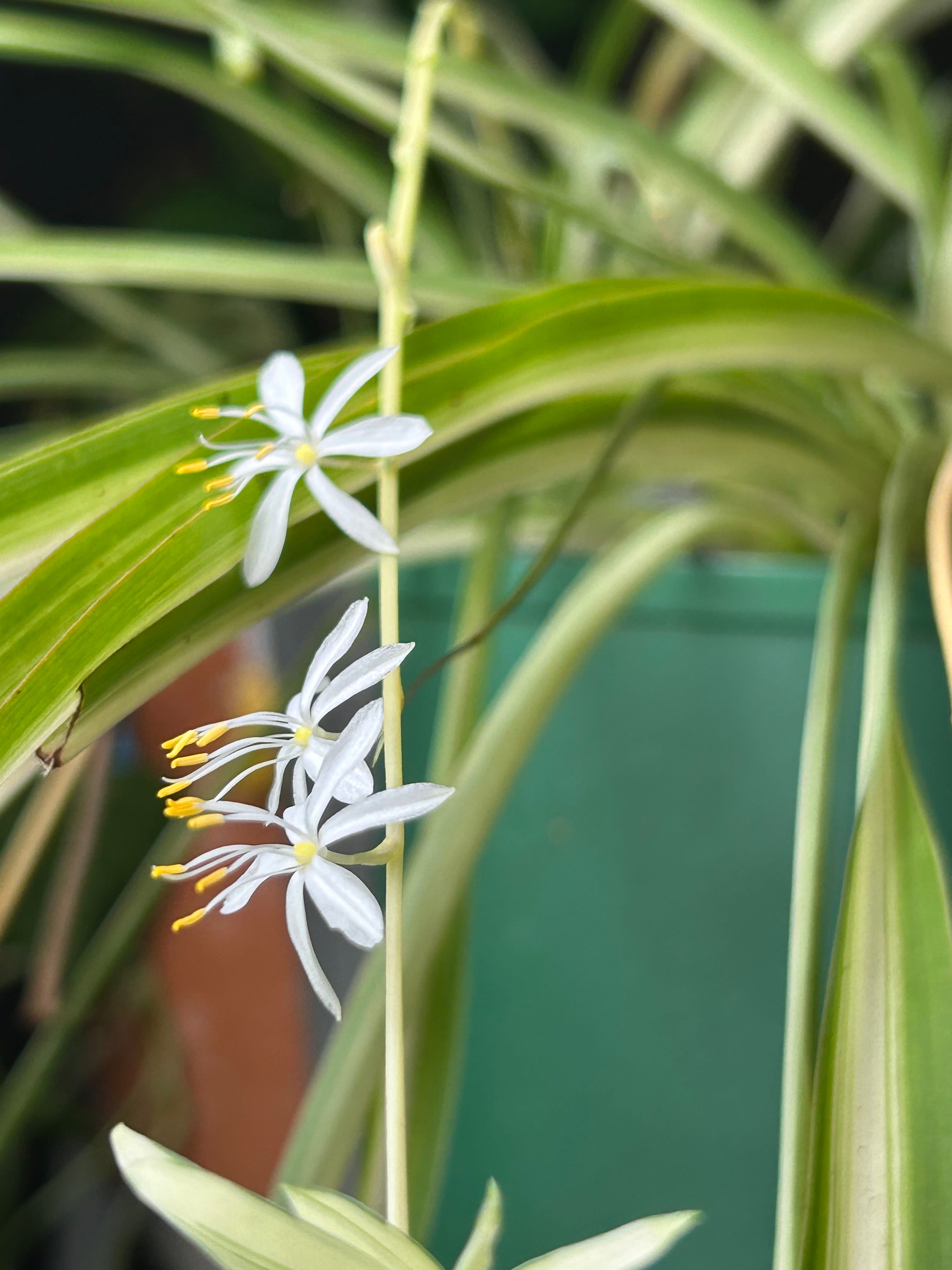 How to Care for Spider Plant: Mastering Water, Sunlight & More