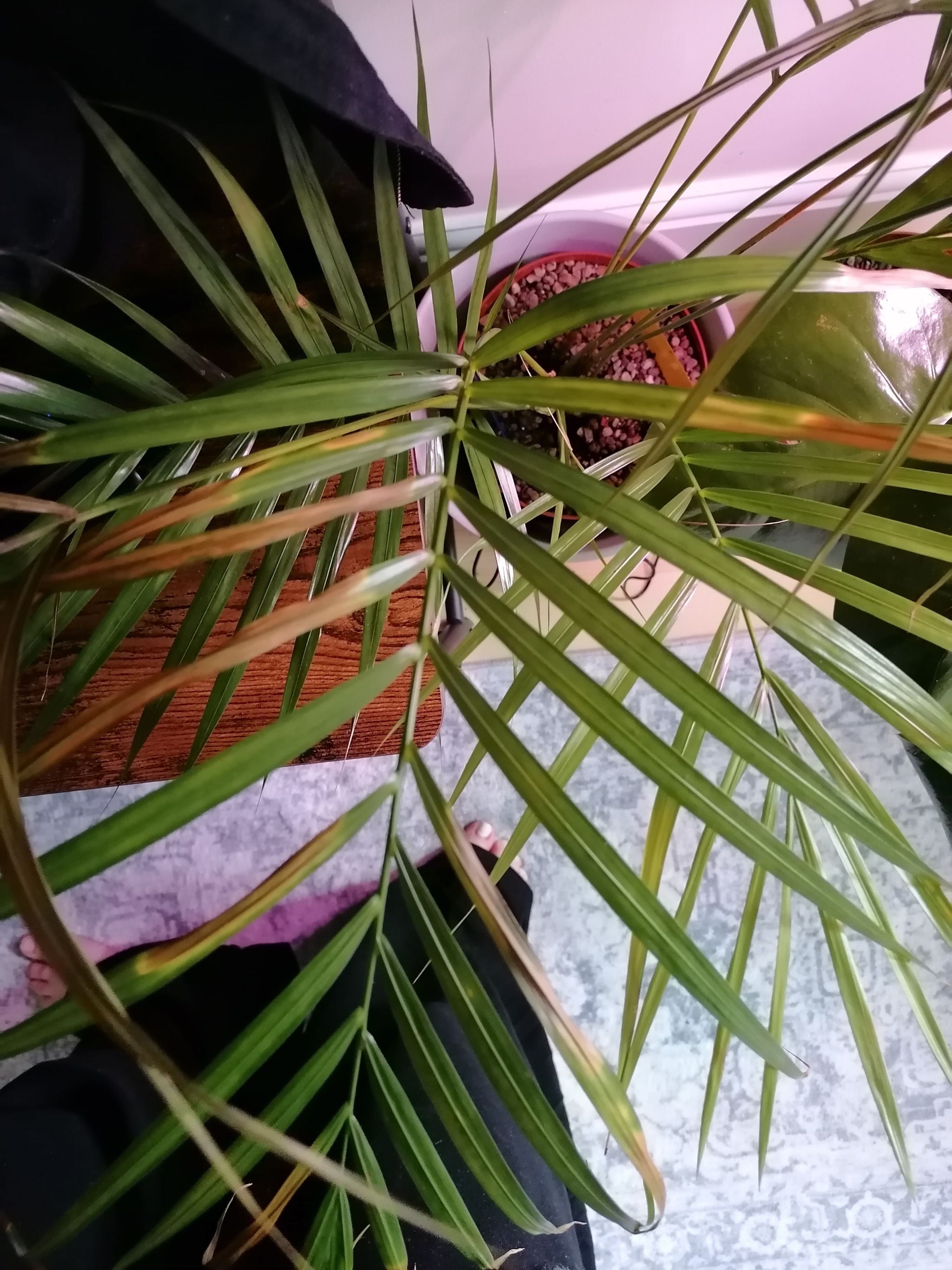 ️ When And Where Should I Trim My Areca Palm?