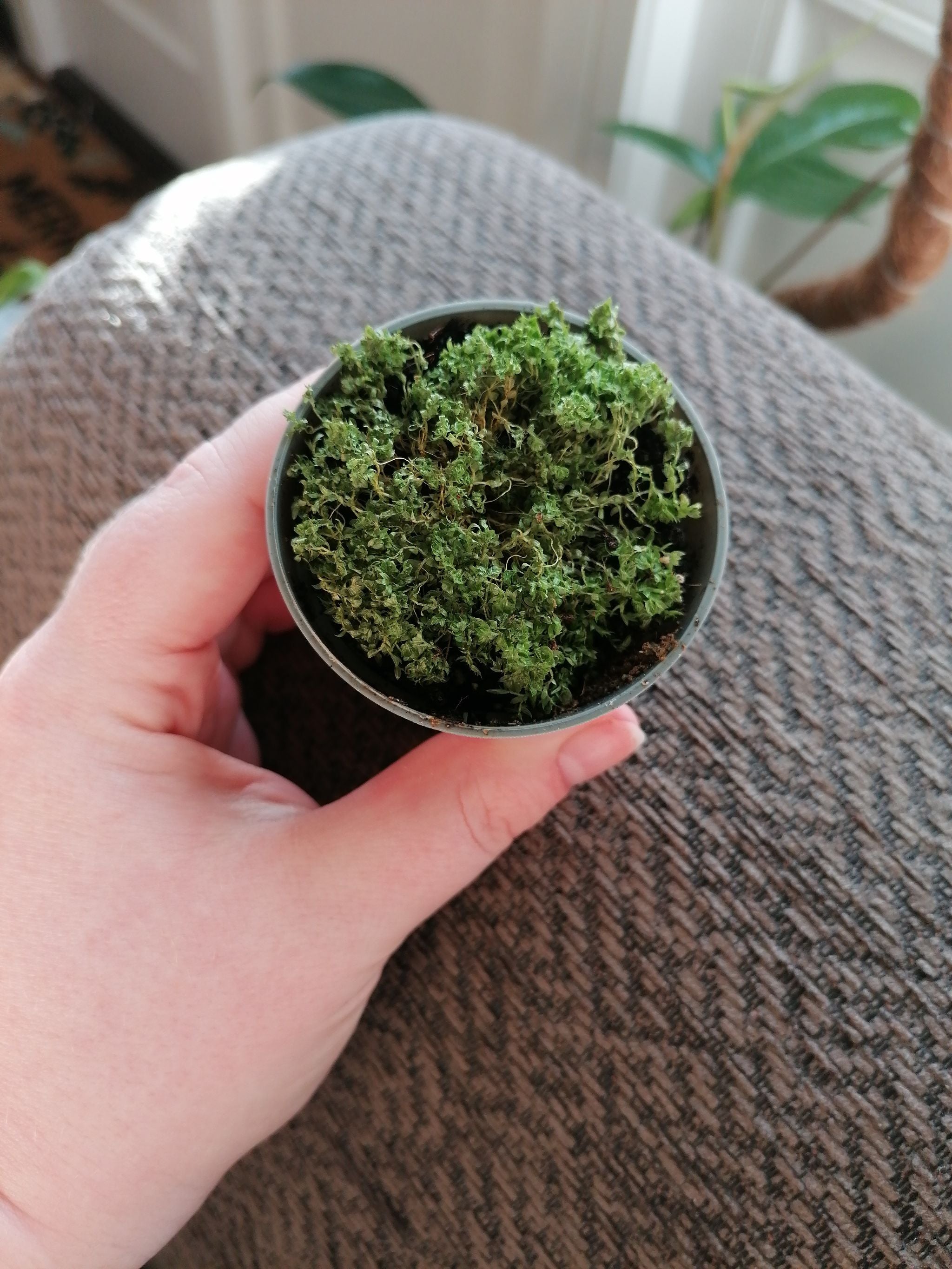 Keep Your Ruby Red Club Moss Alive: Light, Water & Care Instructions