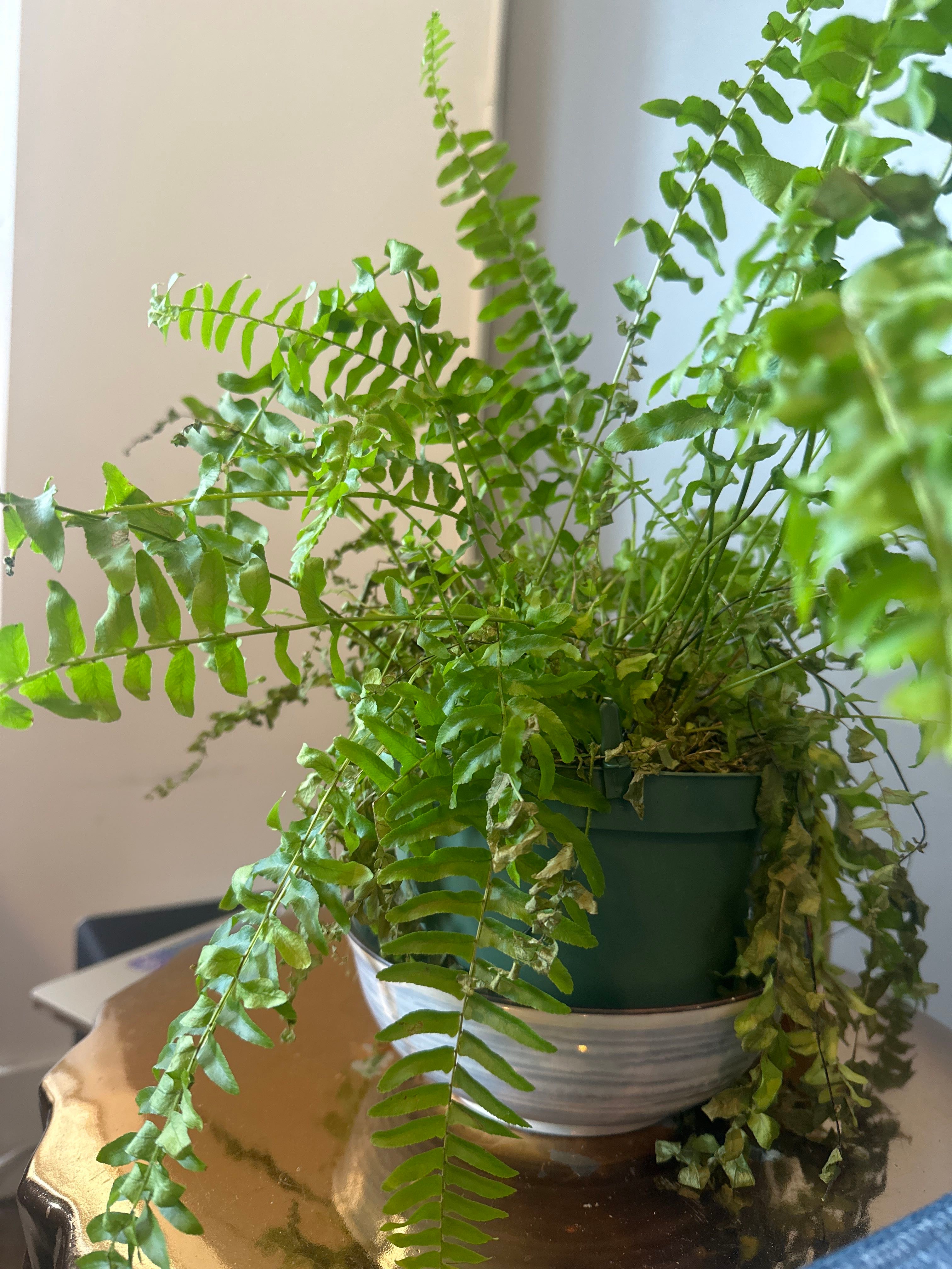 ☁️ How to Cure Black Spots on Your Fluffy Ruffle Fern