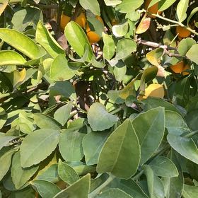 Tree Diddy | A plant by @UrbaneShadscale on Greg