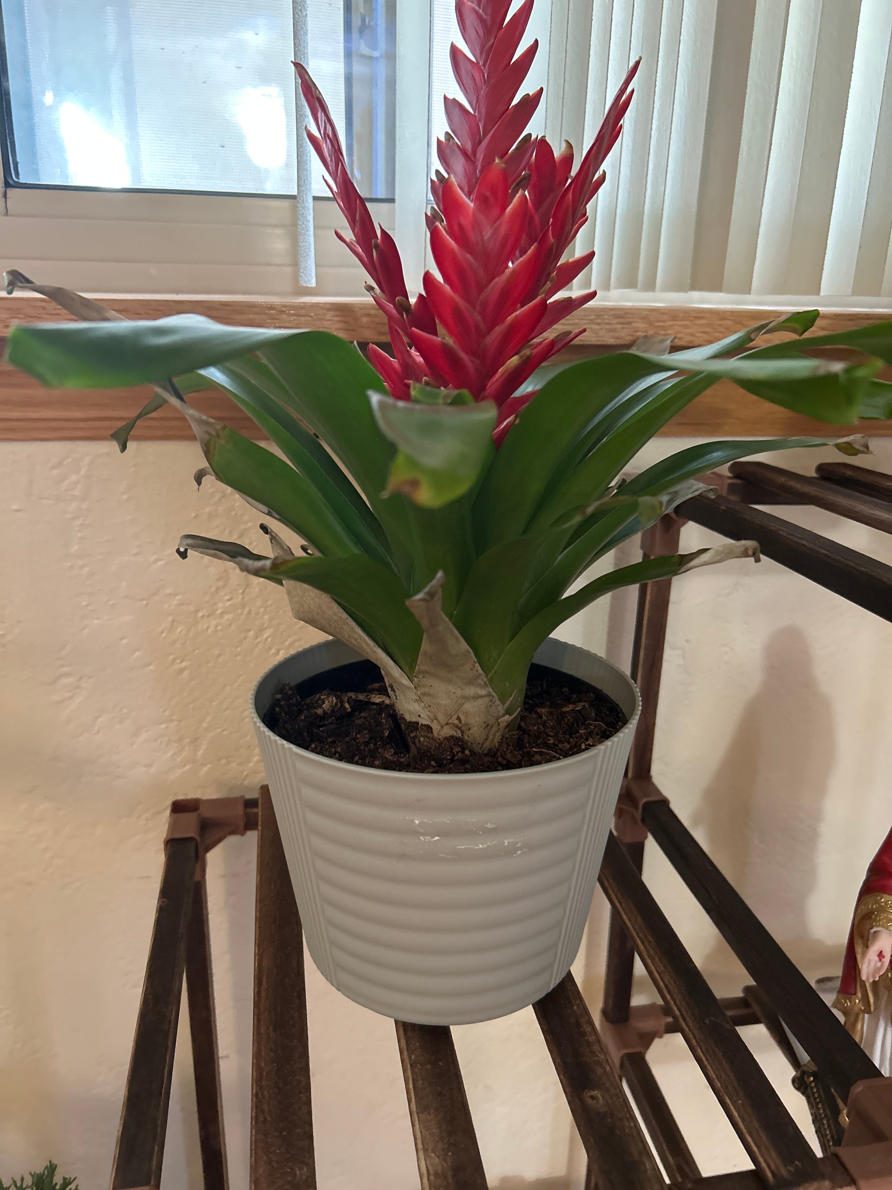 🌈 Most Colorful Varieties of Flaming Sword Bromeliad