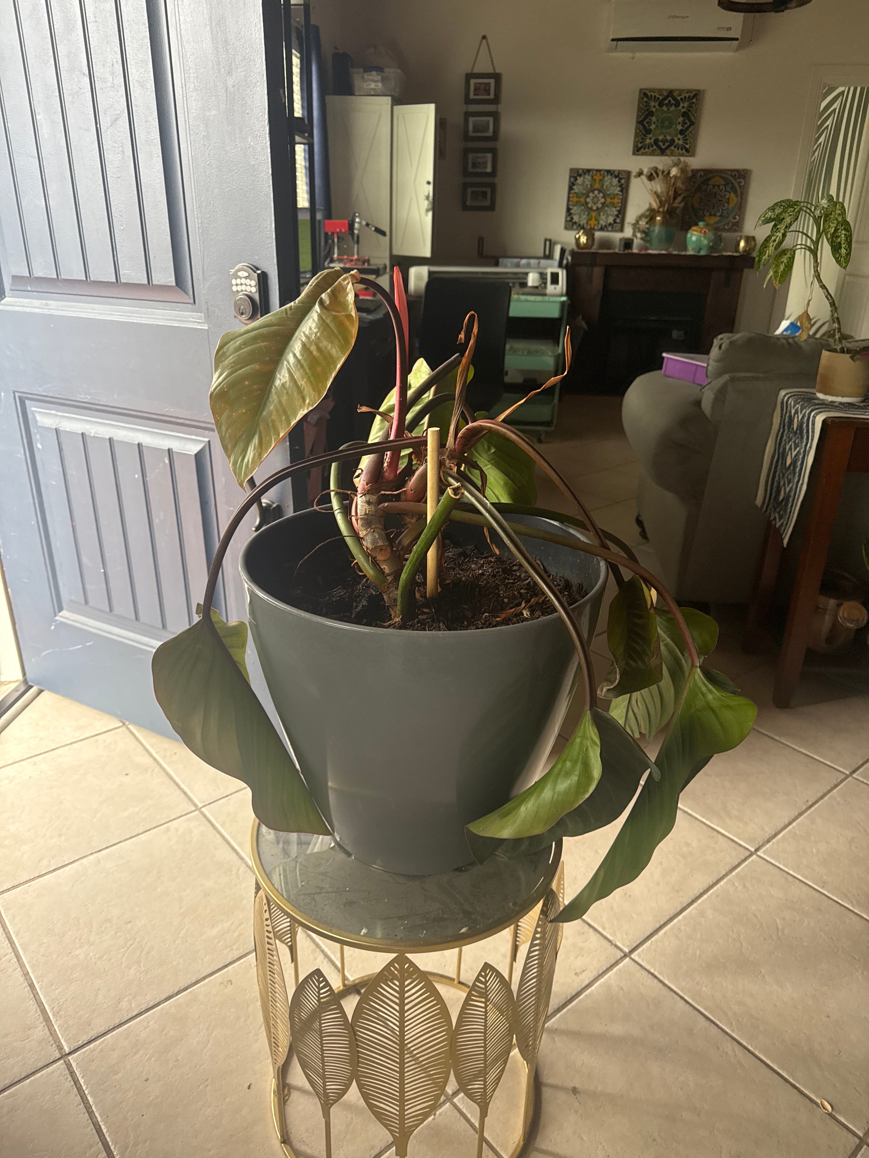 The Complete Philodendron campii 'Lynette' Plant Care Guide: Water ...