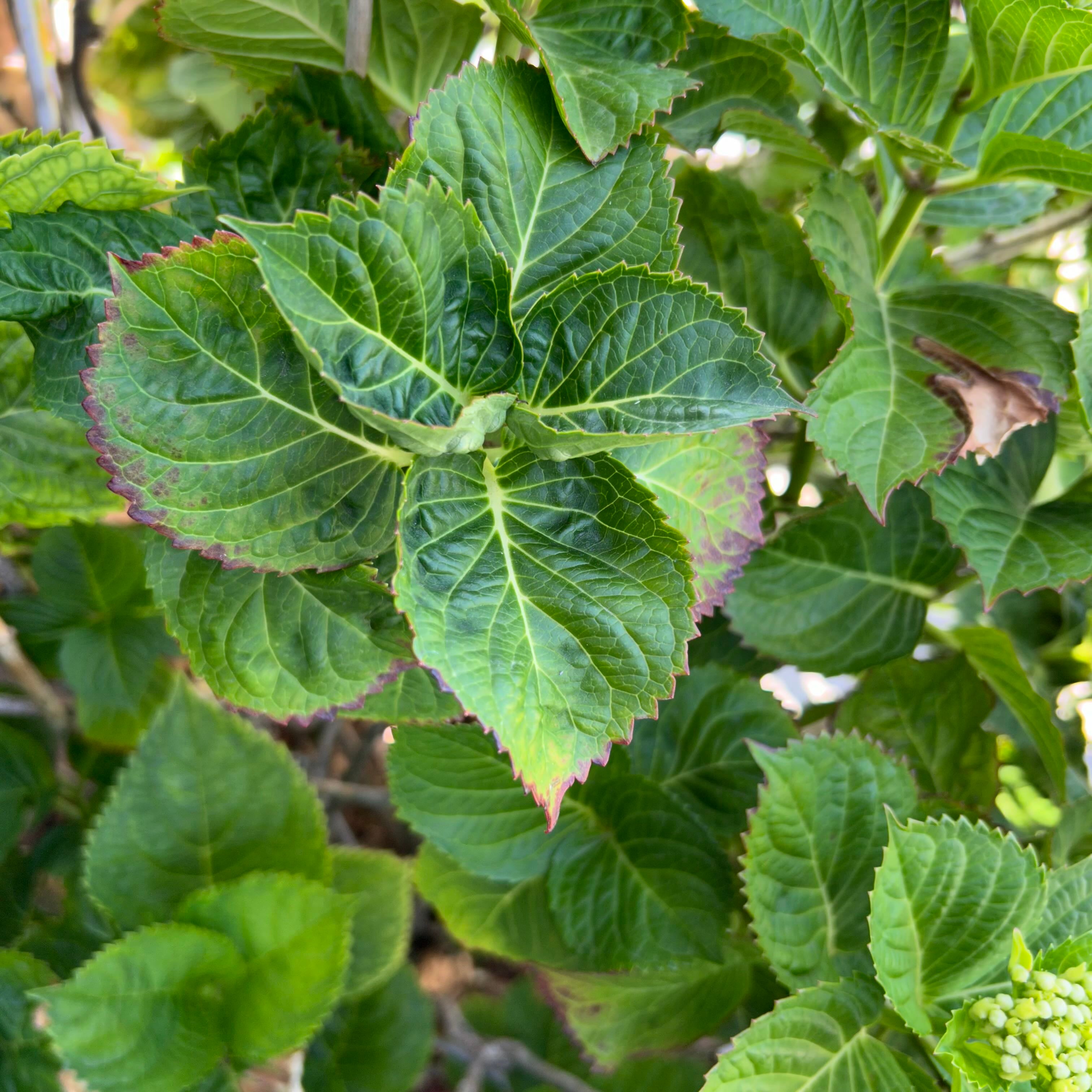 Eclipse Hydrangea Plant Care: Water, Light, Nutrients | Greg App 🌱