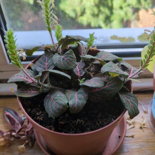 The Complete Fittonia Mini Plant Care Guide: Water, Light & Beyond