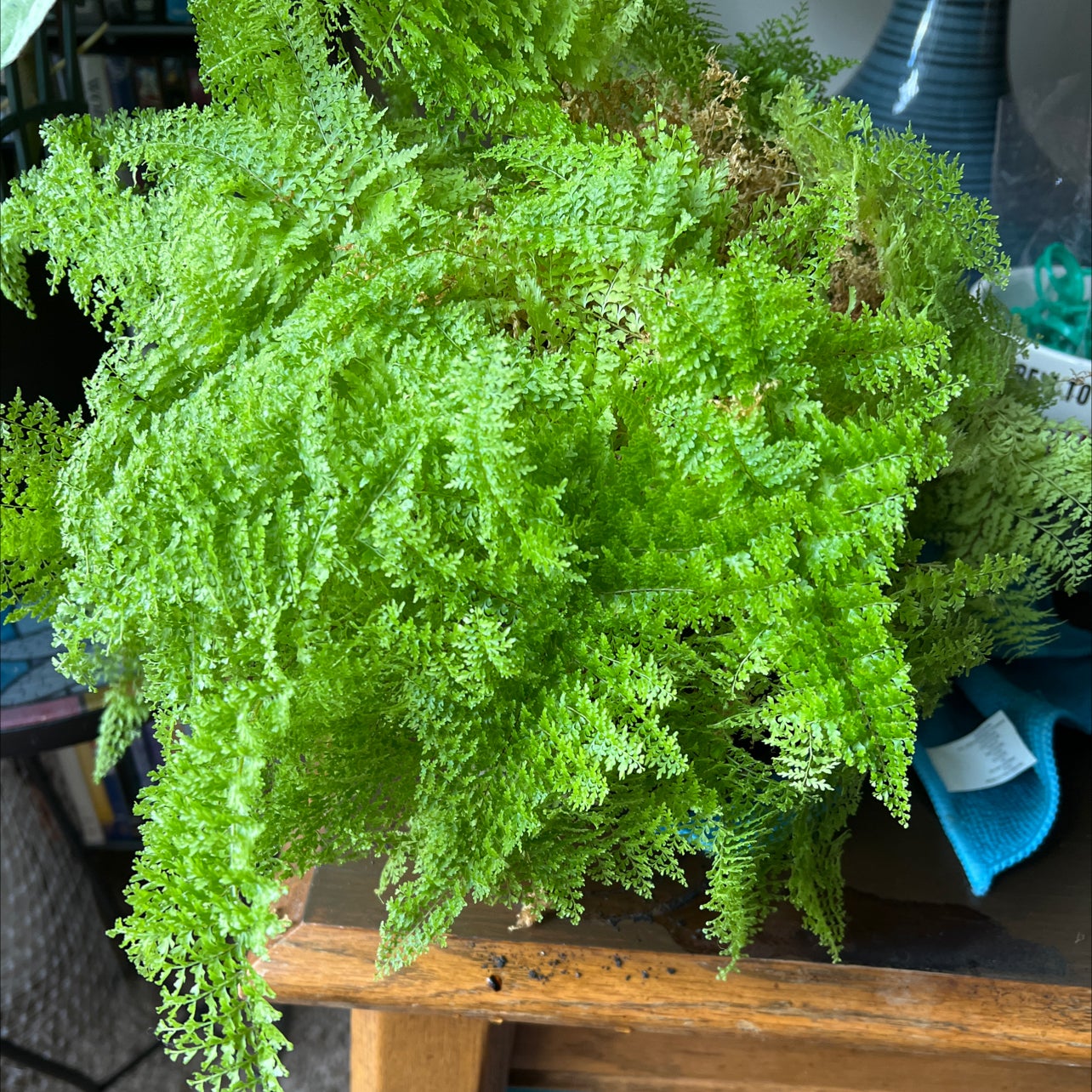 Cotton Candy Fern Plant Care: Water, Light, Nutrients | Greg App 🌱