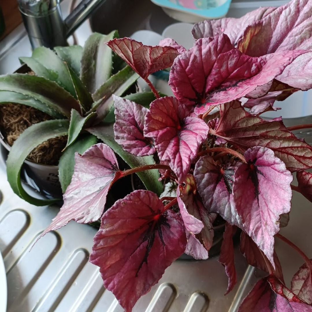 Mangave 'Red Wing' Plant Care: Water, Light, Nutrients | Greg App 🌱