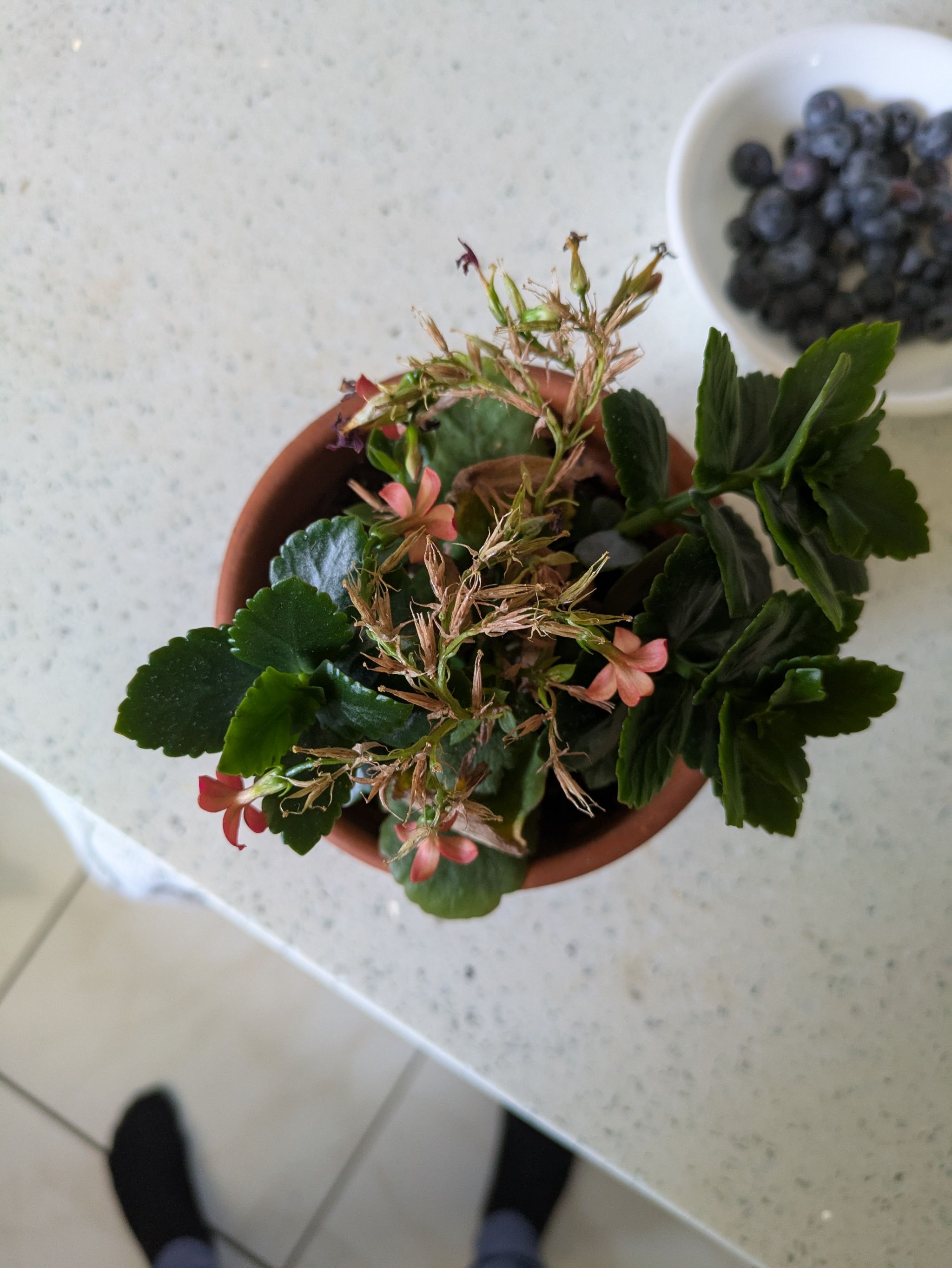 What You Should Know About Kalanchoe 'Mandala Orange' 🌵